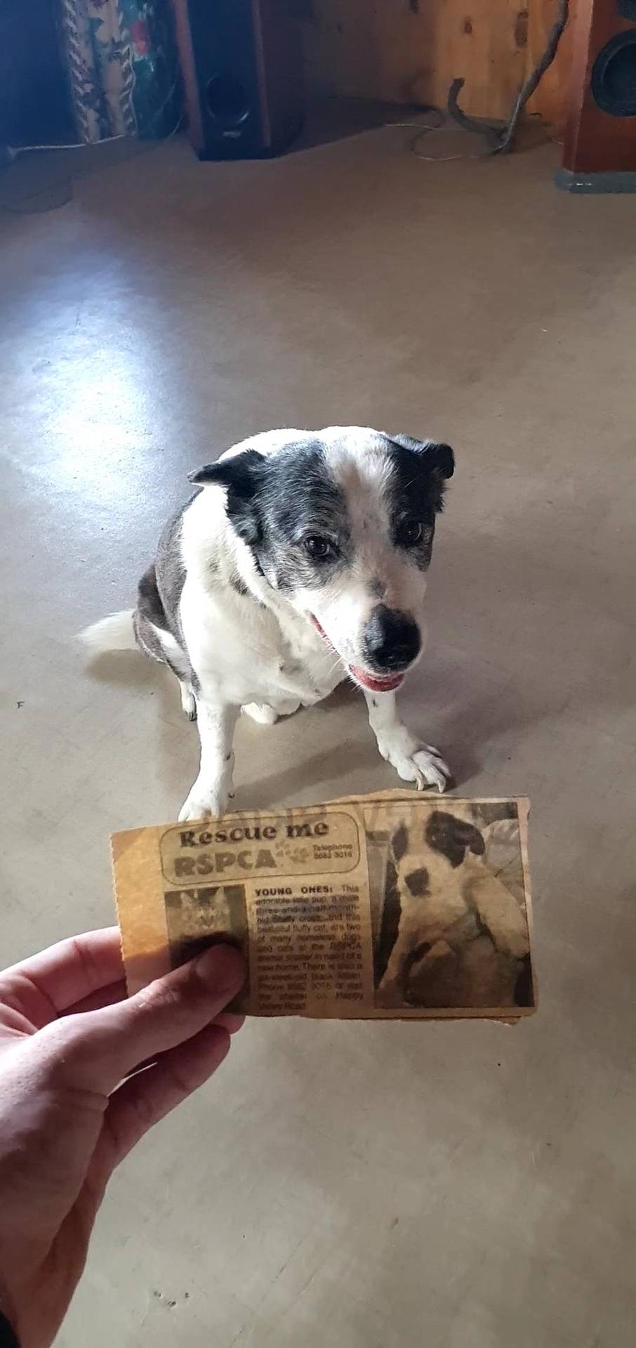 My very good old boy Beethoven alongside his RSPCA newspaper ad from 2004 | Scrolller