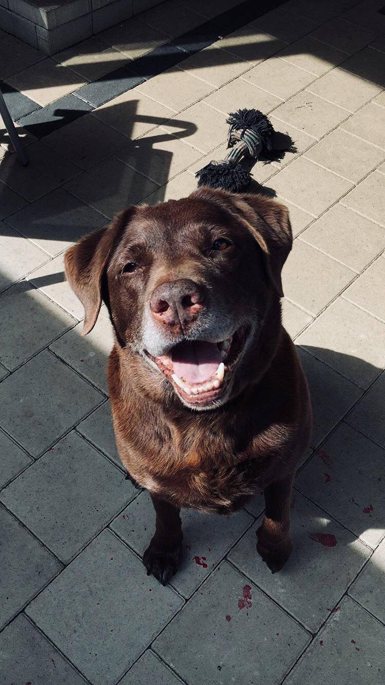 My very Handsome Chocolate Lab showing off his Milky Beard | Scrolller