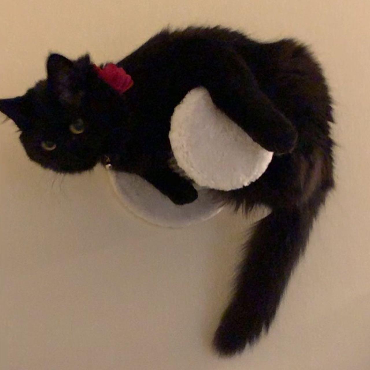 My void kitty playing on her wall scratching post | Scrolller