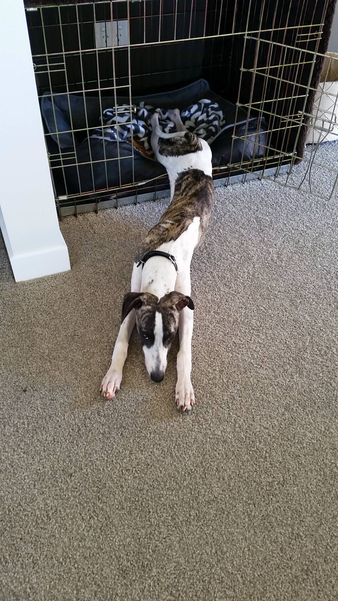 My whippet is melting | Scrolller