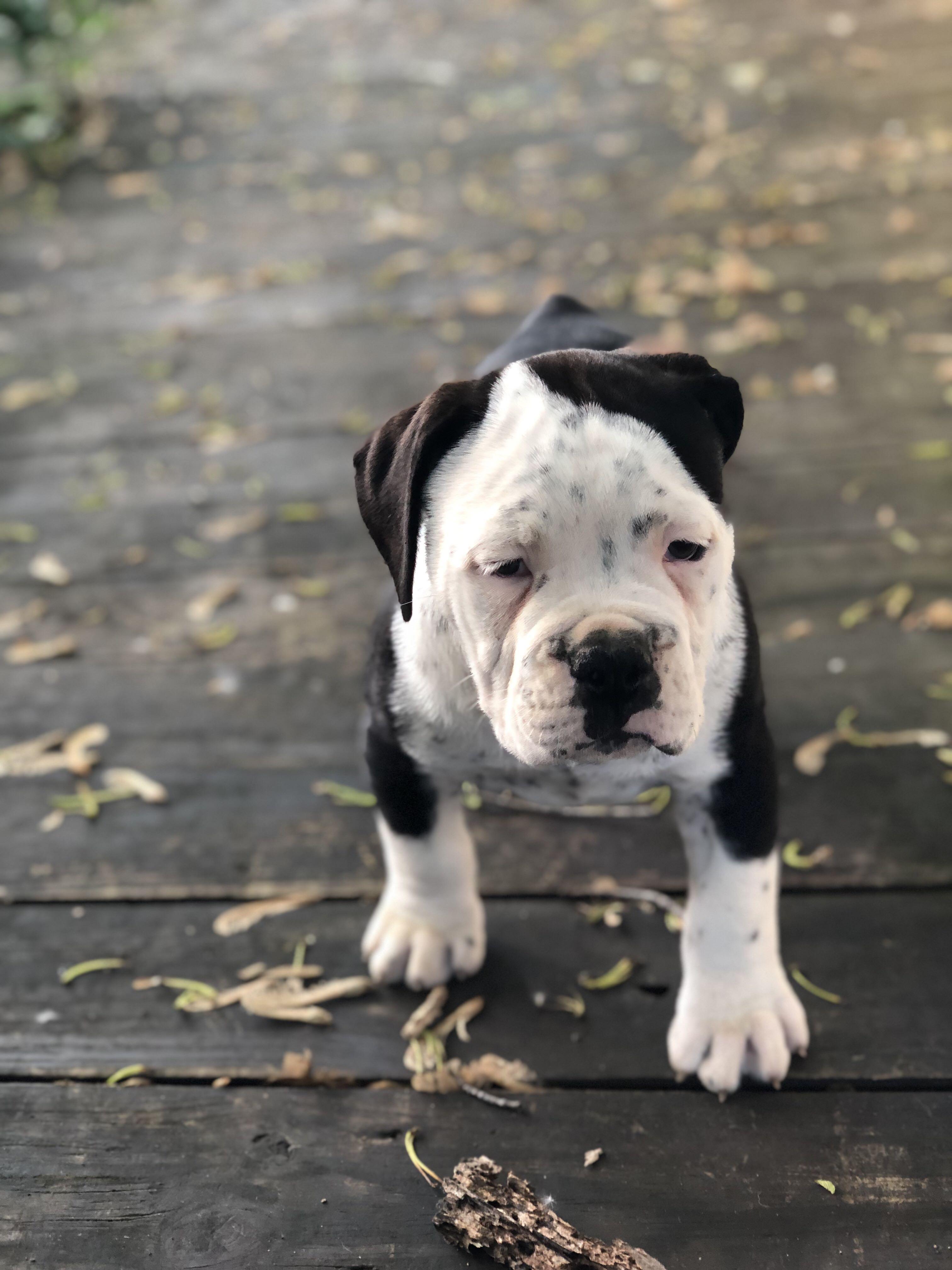My wife named our new pup Ser Jorah | Scrolller