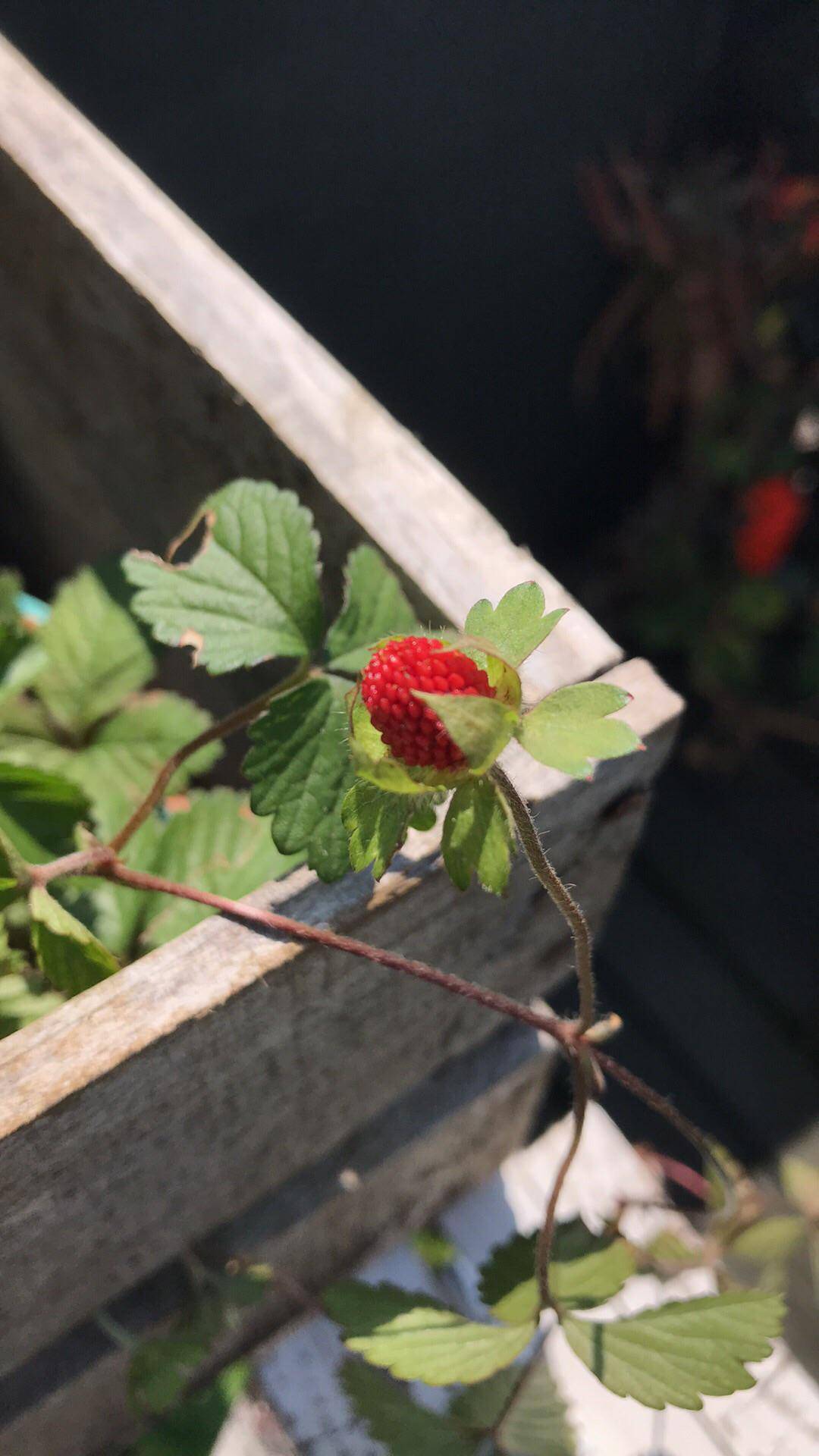 My wife’s adorable strawberry! | Scrolller