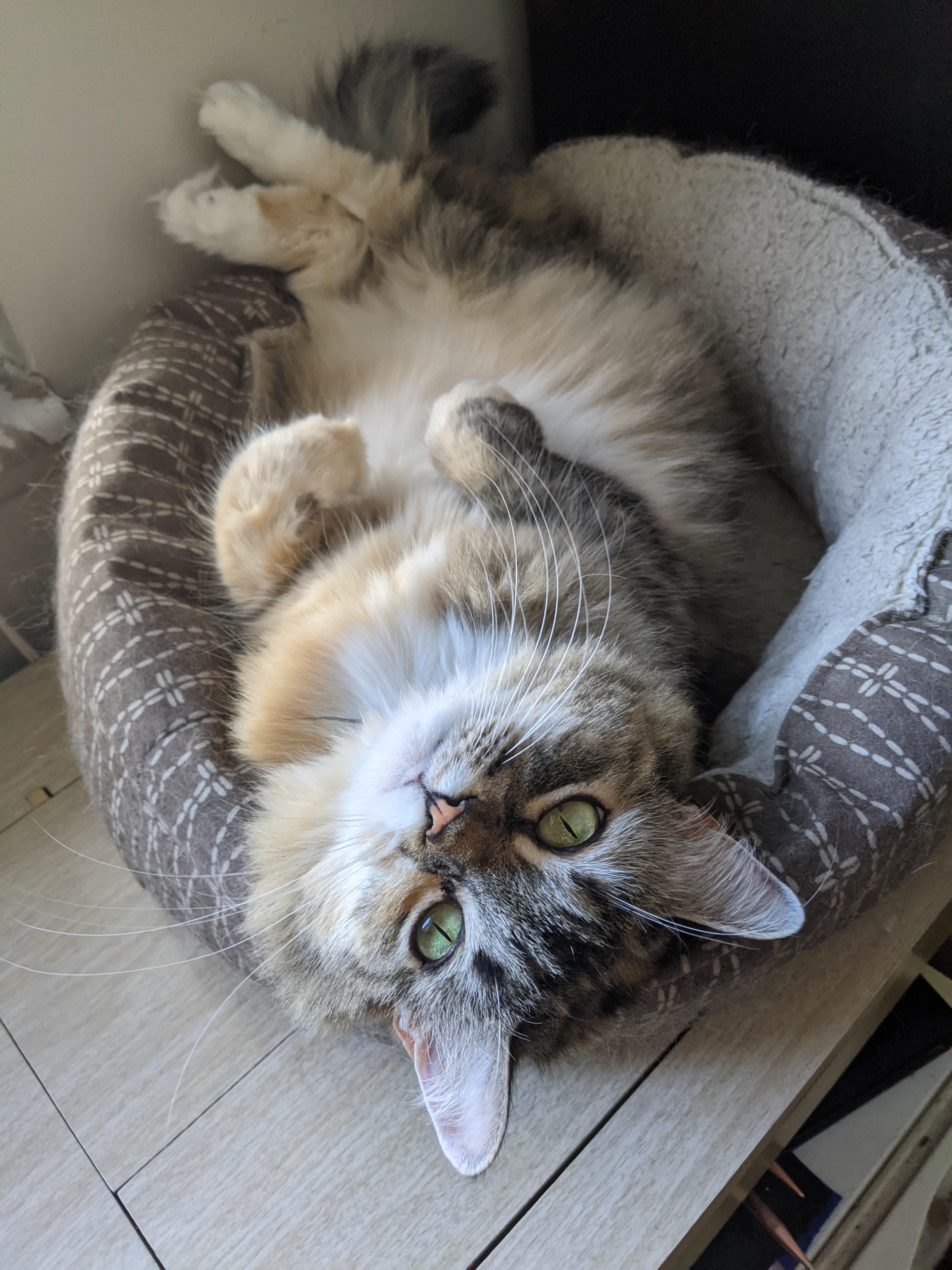 My writing buddy. She likes to pose while I work. | Scrolller
