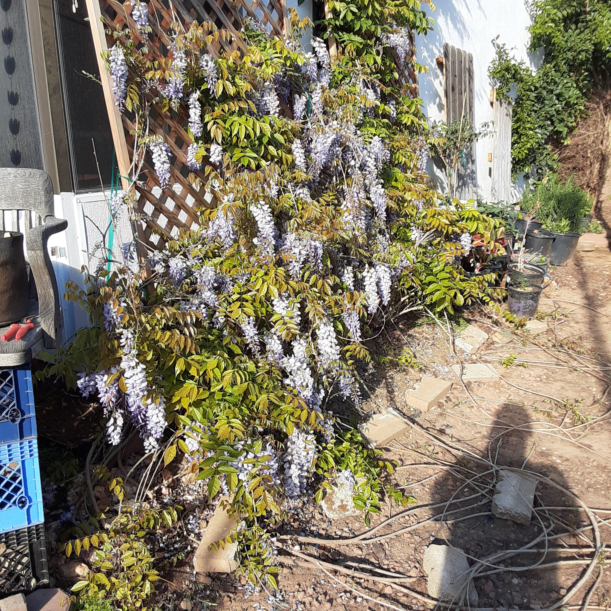 My wysteria patiently waiting for its arch/trellis/gazebo | Scrolller