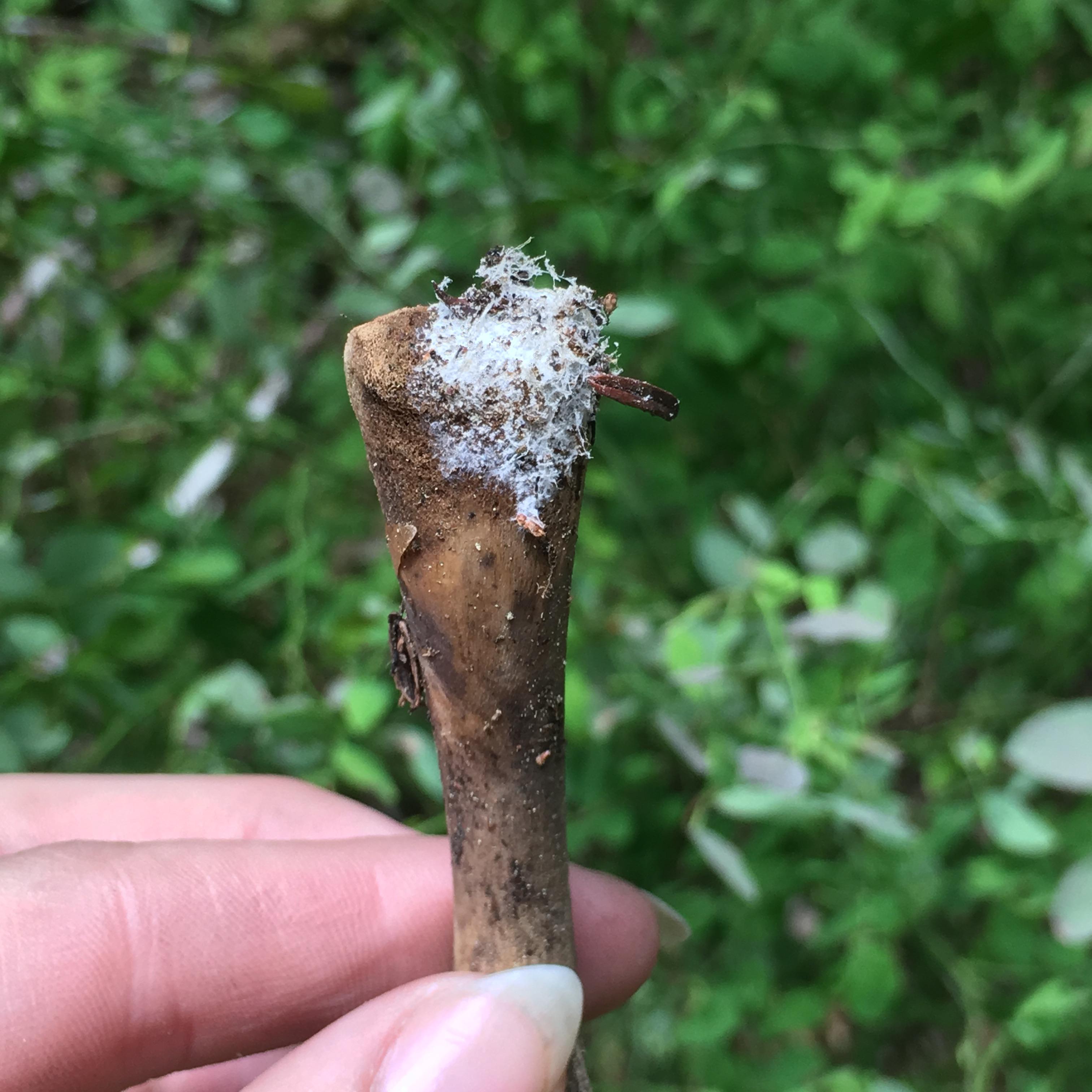mycelium eating bone | Scrolller