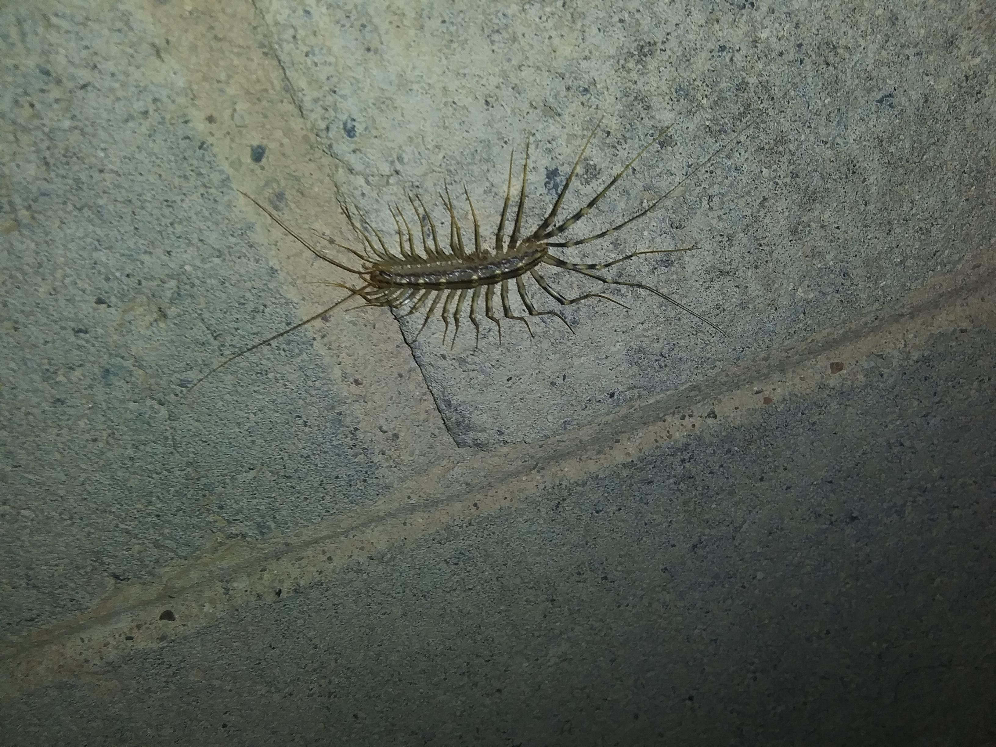 Mysterious nocturnal nightmare bug. | Scrolller