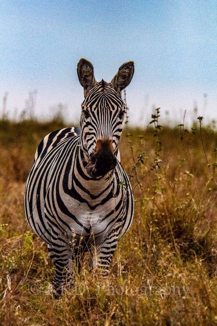 Nairobi National Park | Scrolller