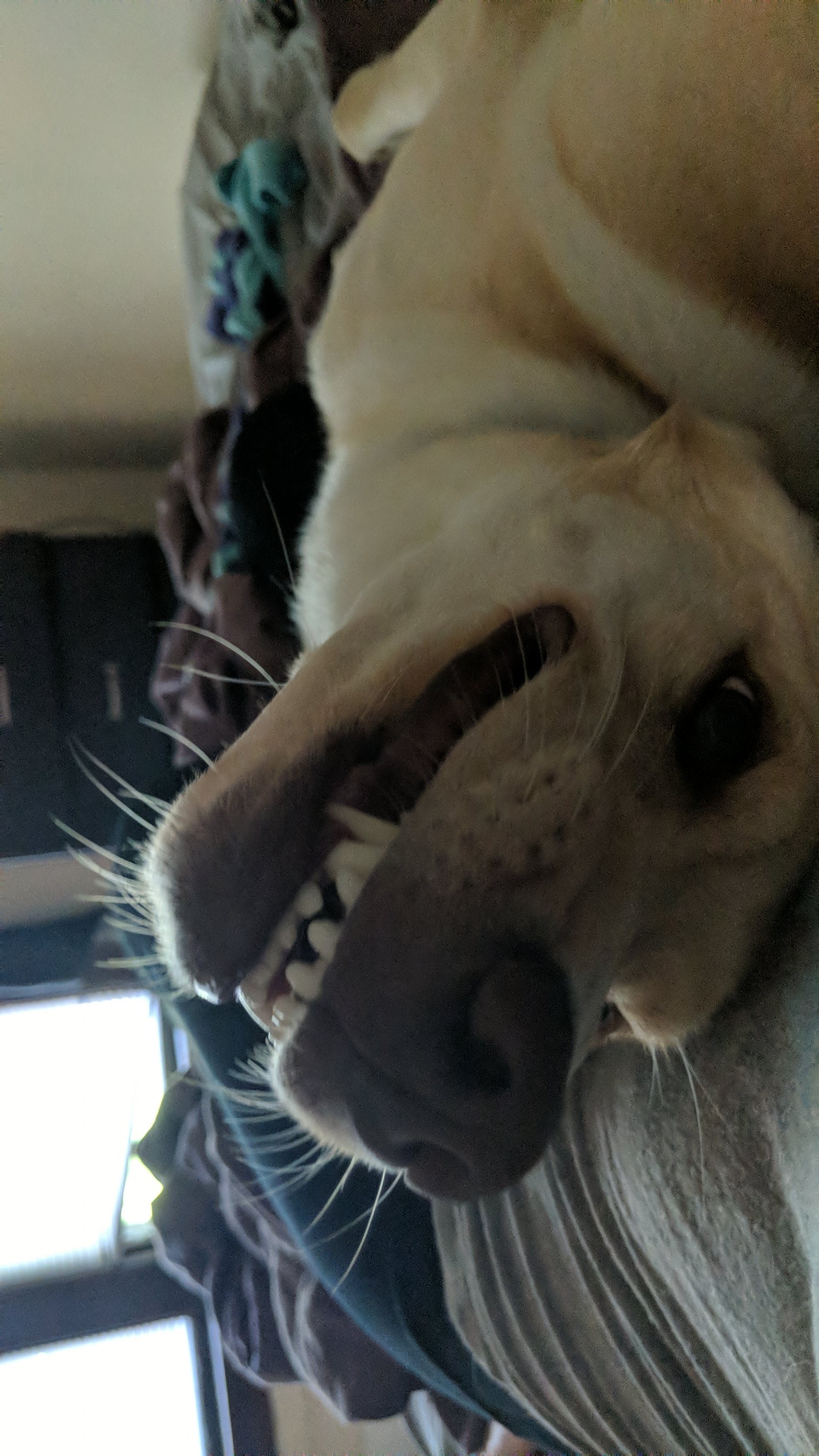 Nala was my favorite foster pup. Such a goon. | Scrolller