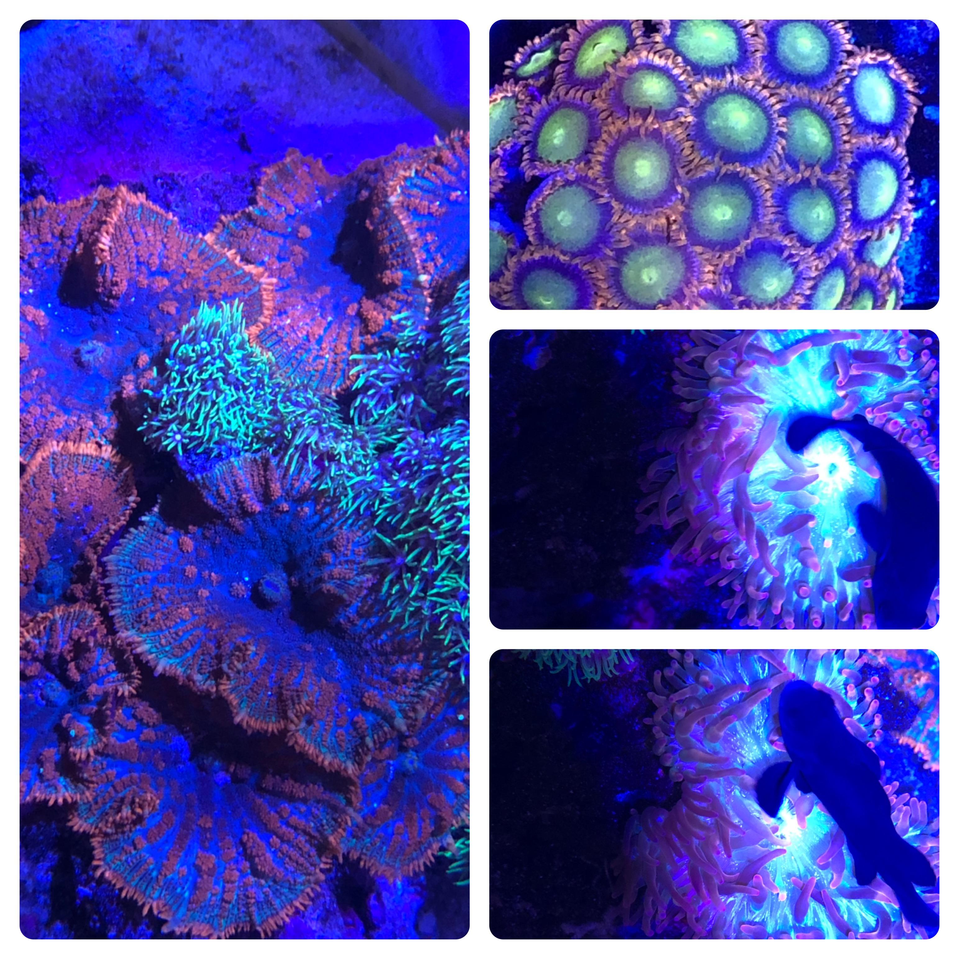 nano reef | Scrolller