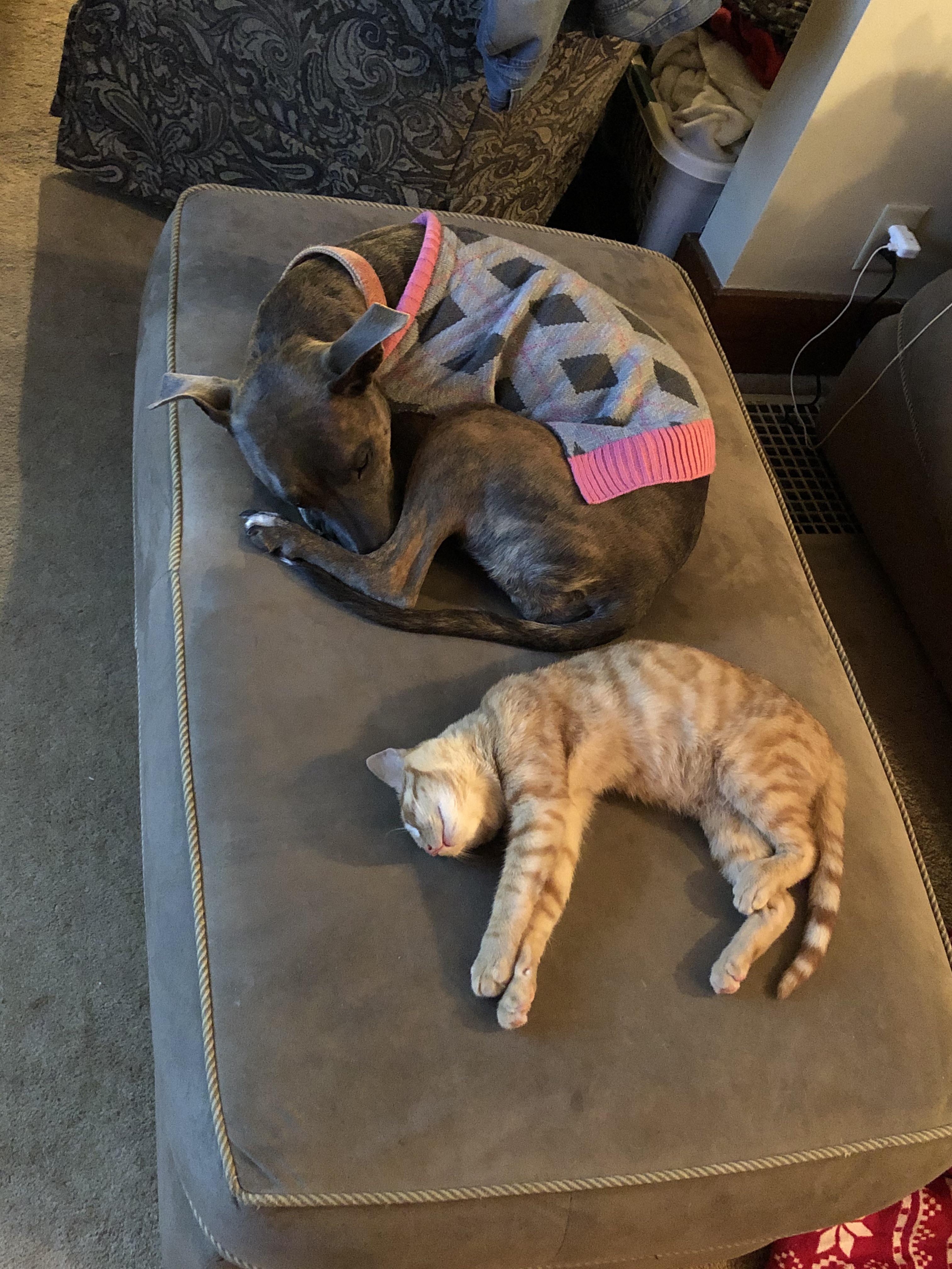 Nap time. 💤💤 | Scrolller