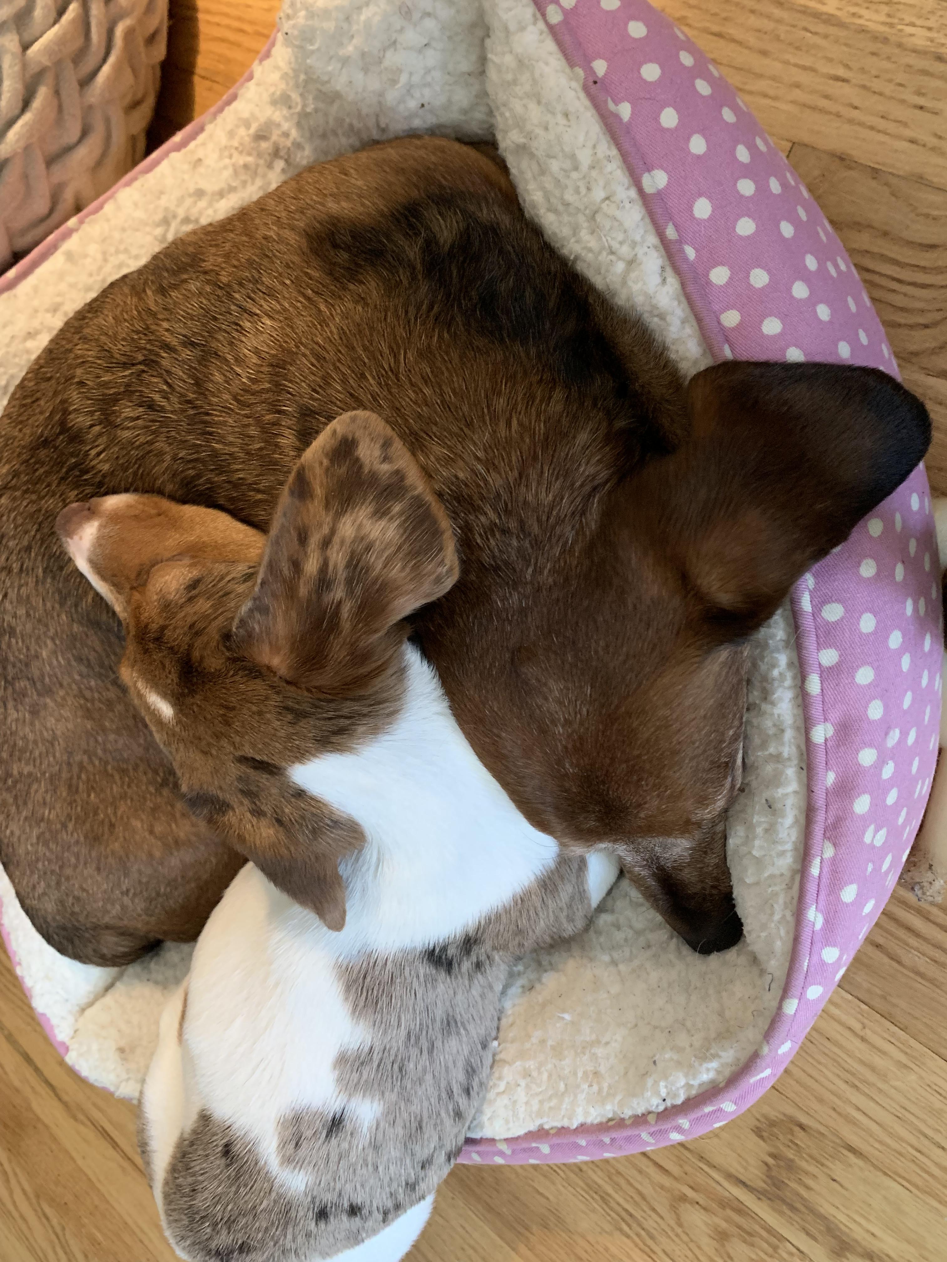 Nap time | Scrolller