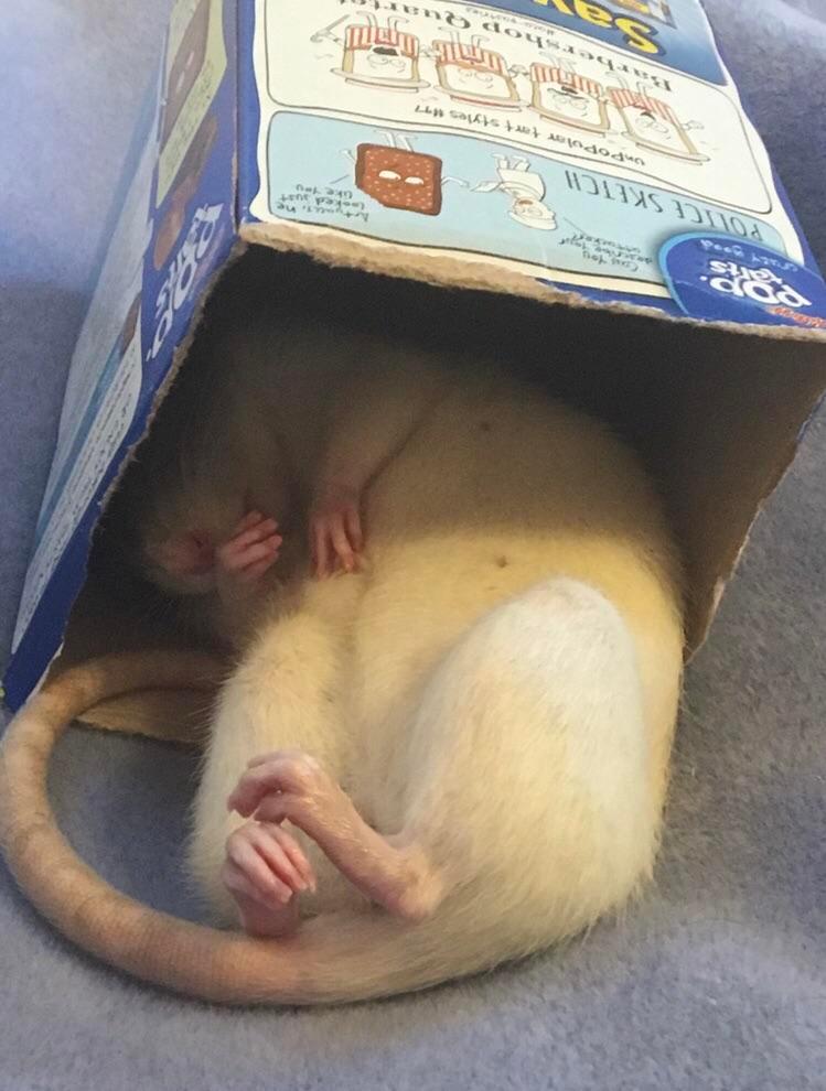 Nap time! | Scrolller