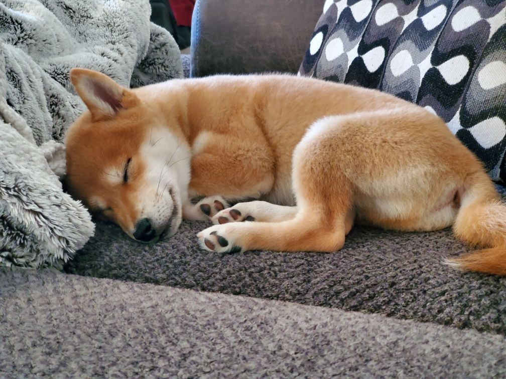 Nap time for a sleepy pup. | Scrolller
