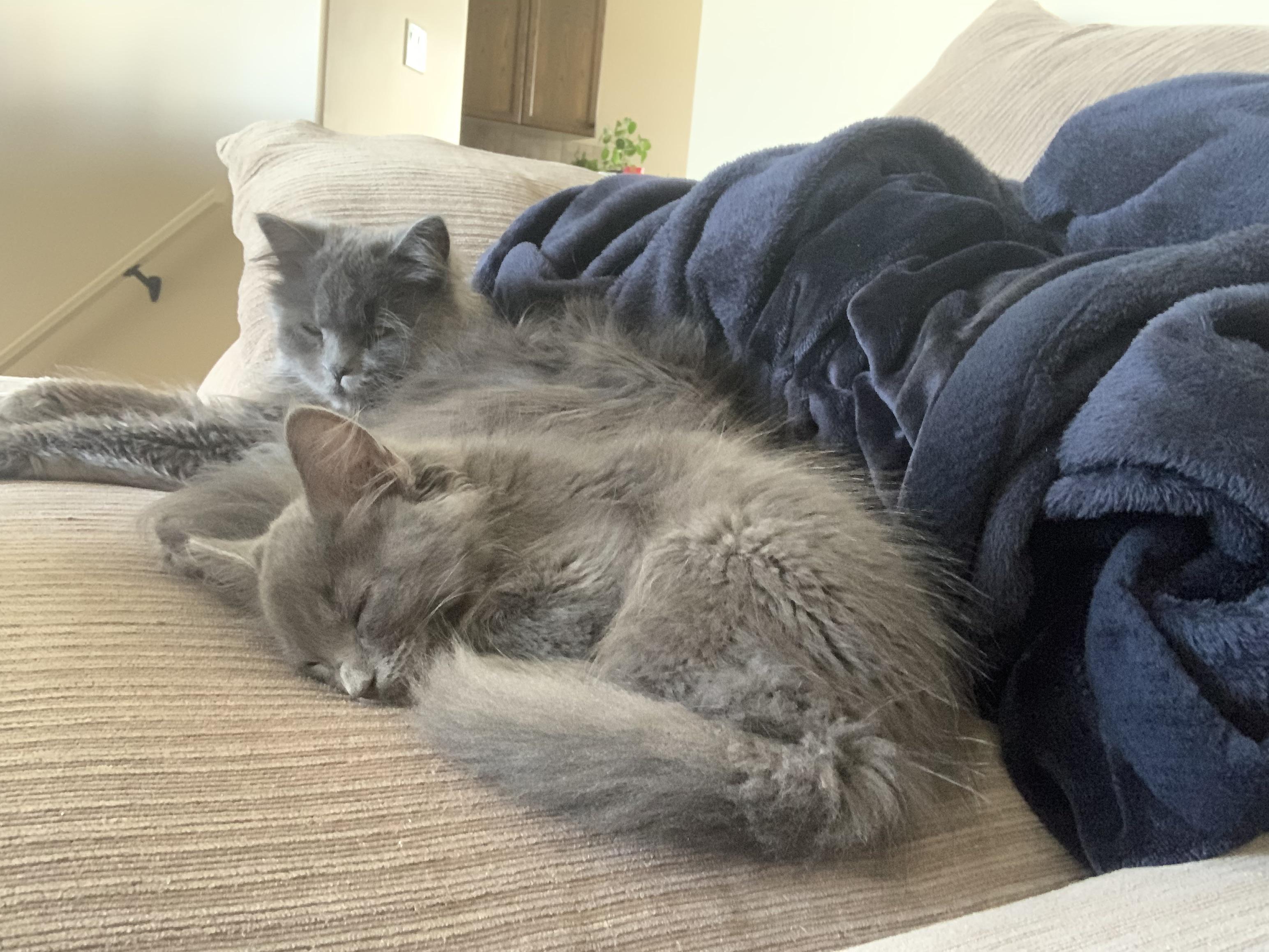 Nap time for the deadly duo | Scrolller