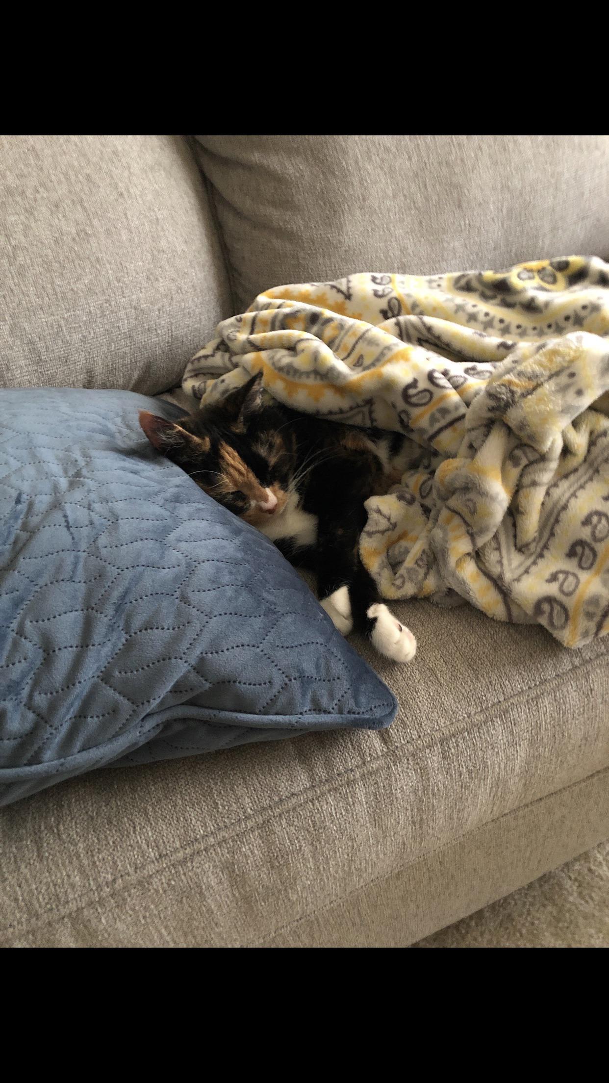 Napping Kitty Scrolller