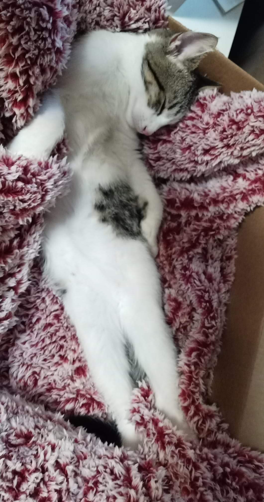 Napping kitty just hanging out | Scrolller