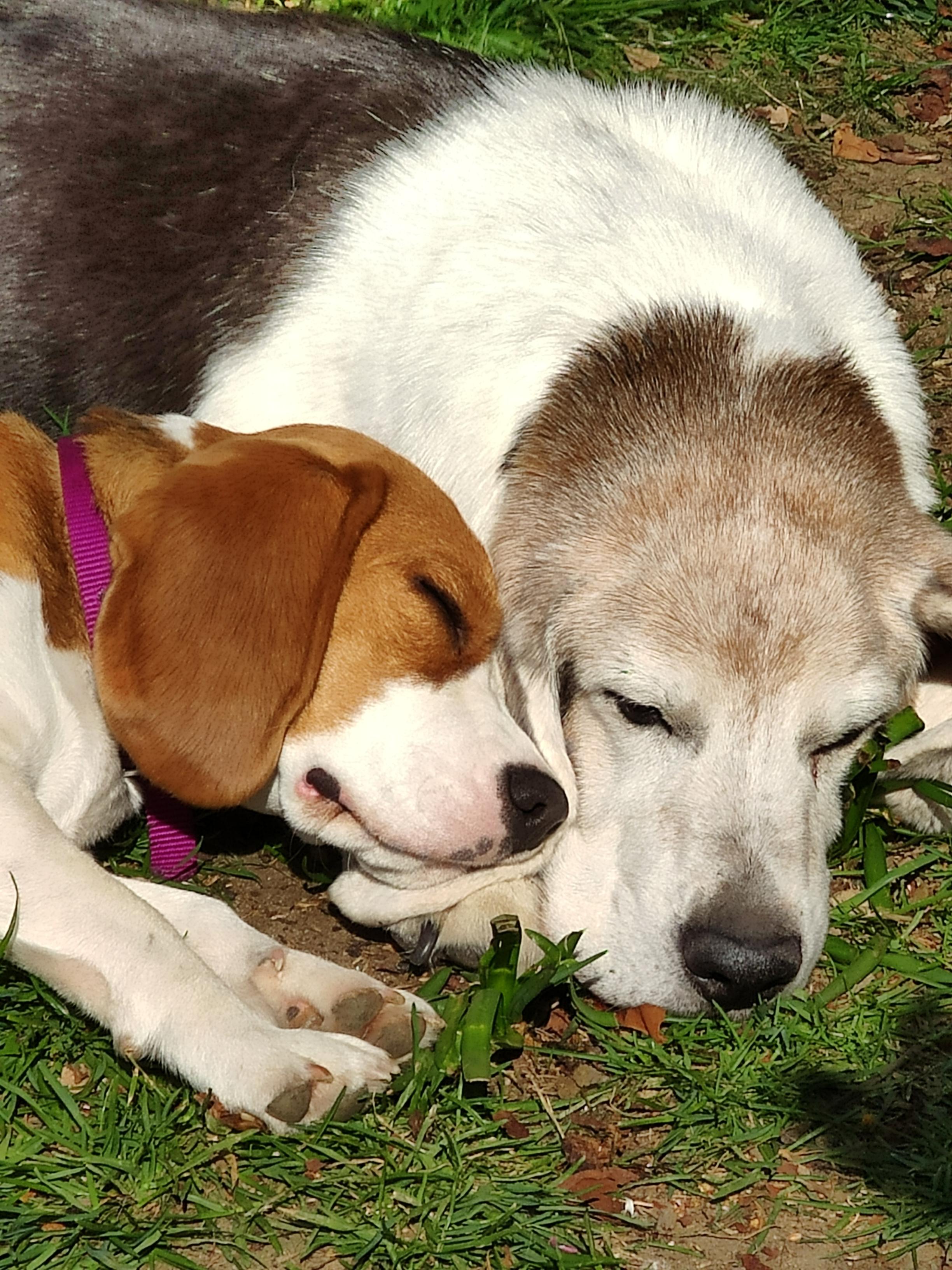 Napping together | Scrolller