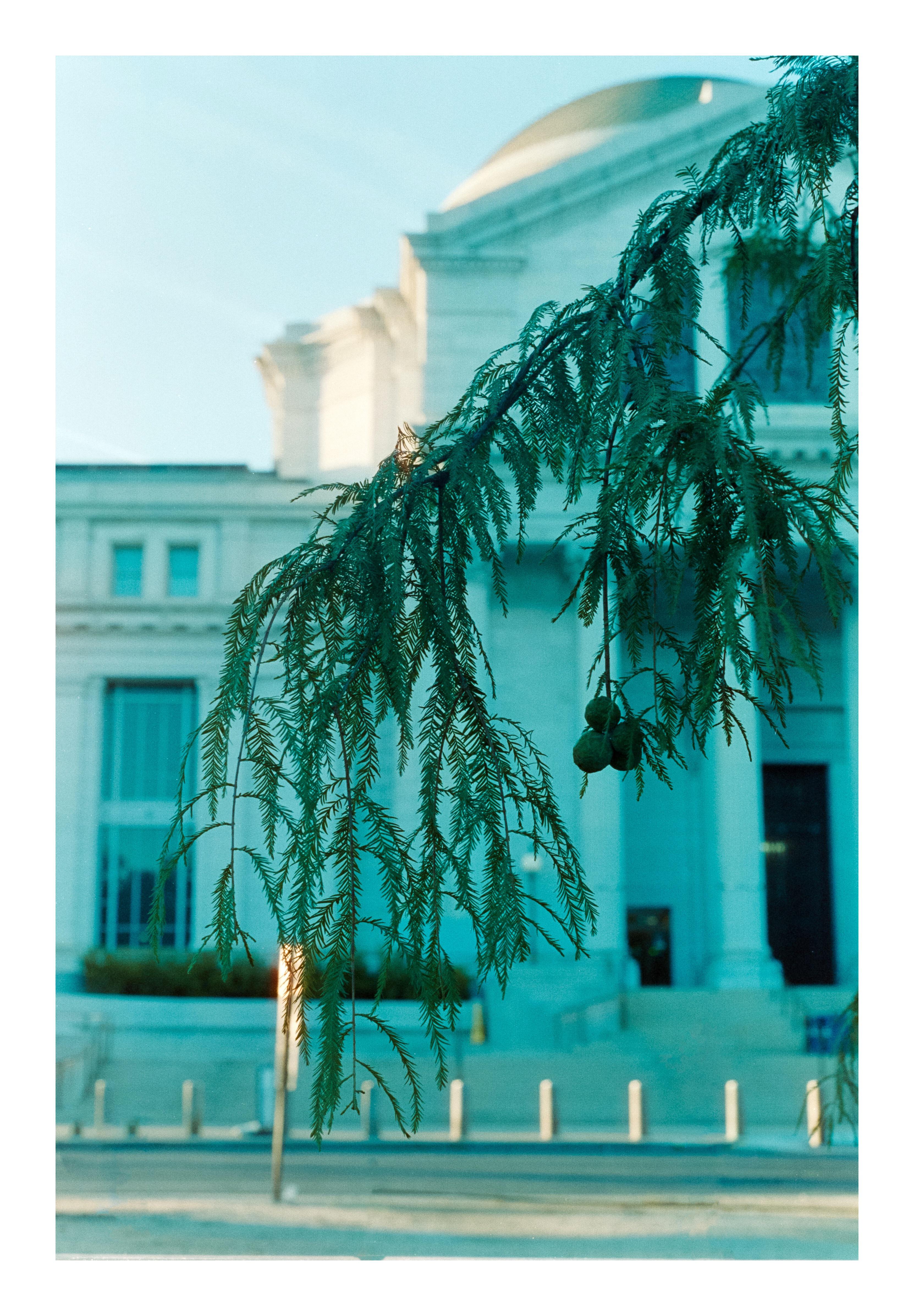 Nature Outside the Closed Natural History Museum (CineStill 800 / Self-Scan) | Scrolller