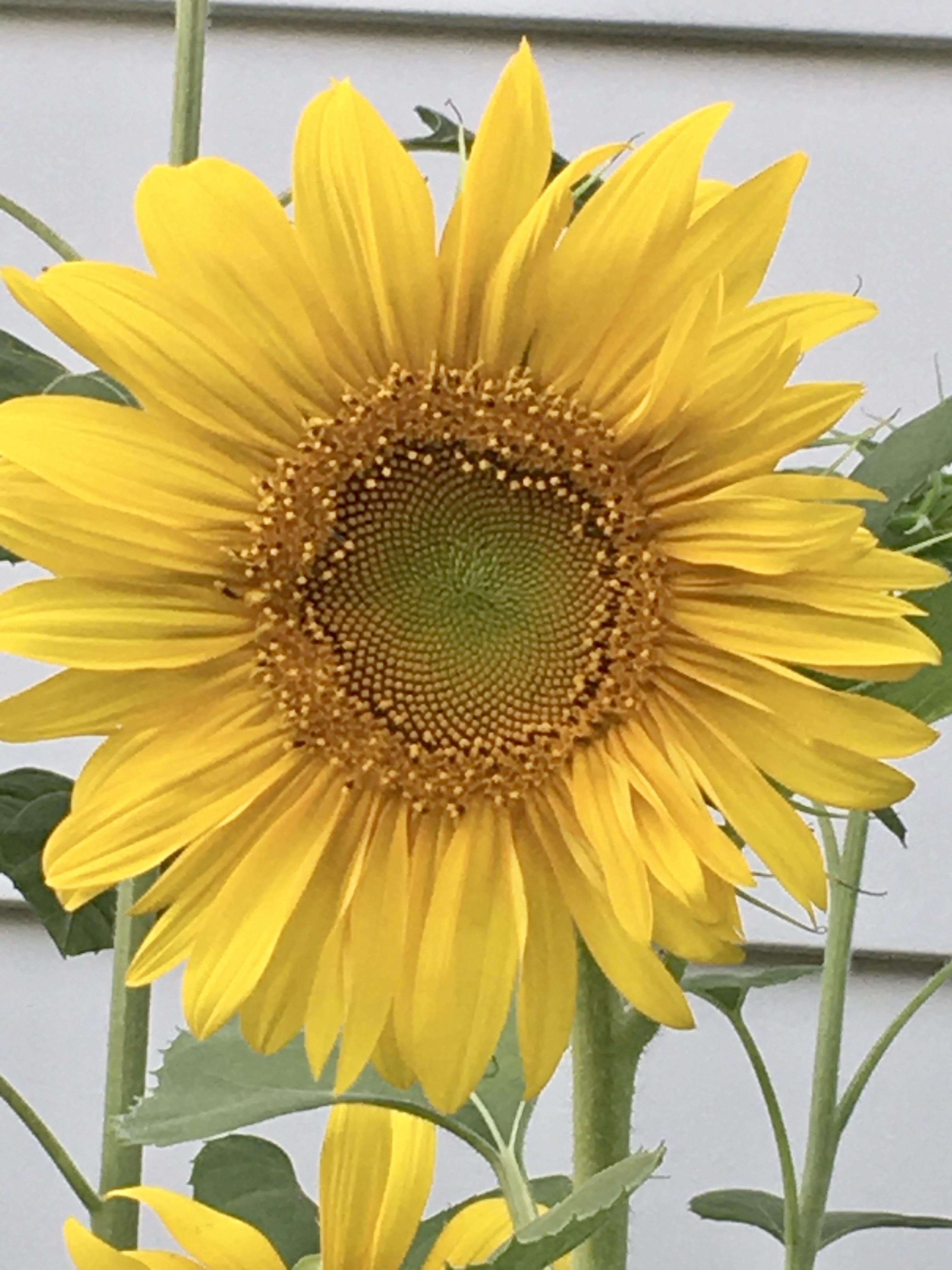 Nature’s Sacred Geometry | Scrolller