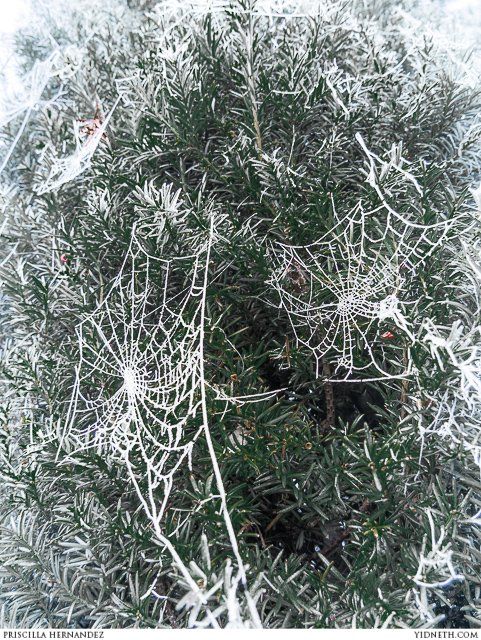 Nature's tinsel: frosted cobweb on a fir tree, Navarra (Spain) [OC] Blesed Yule/Solstice | Scrolller