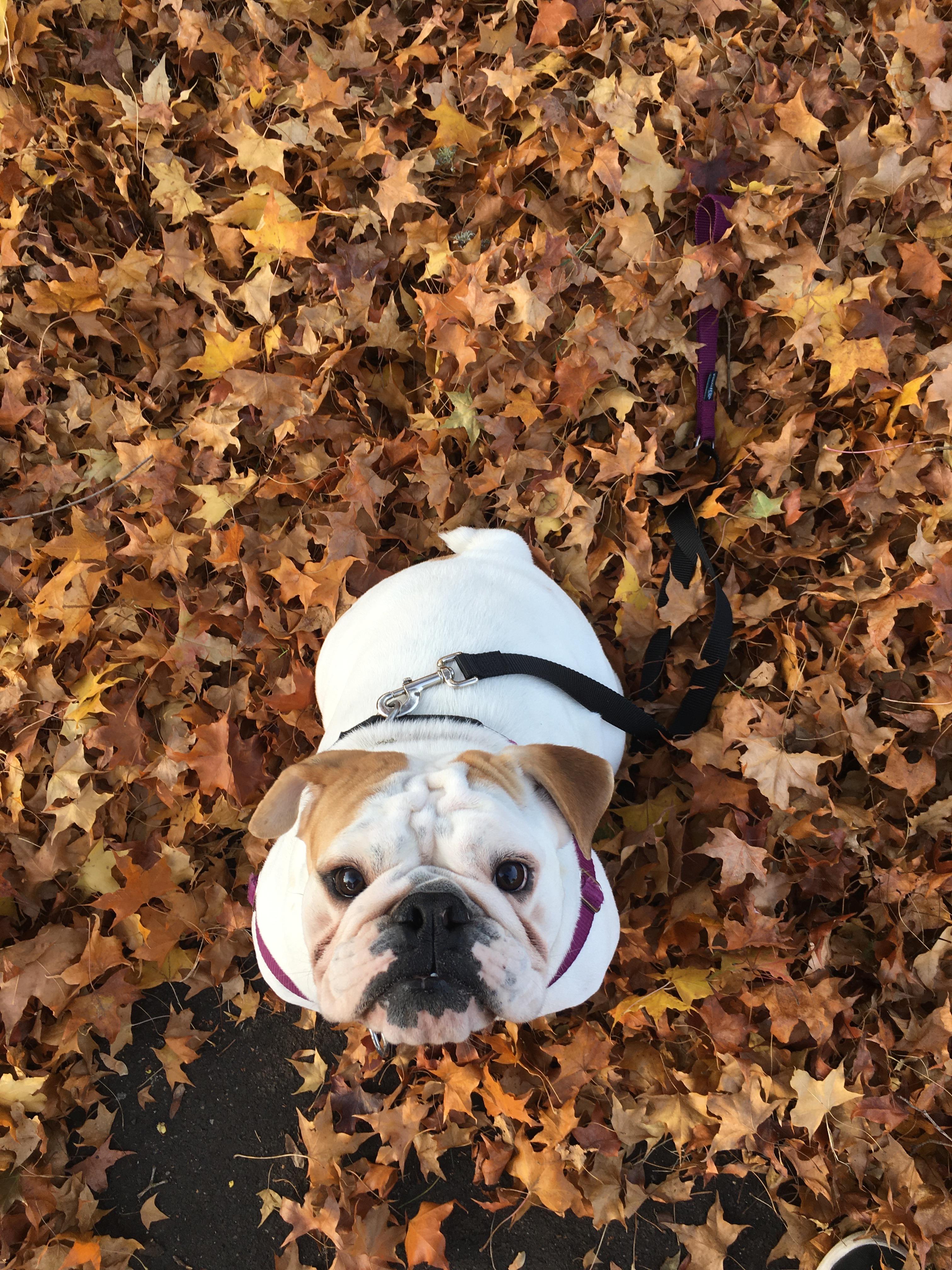 Nebula Carol Smooshface Magillicuddy IV, MFA | Scrolller