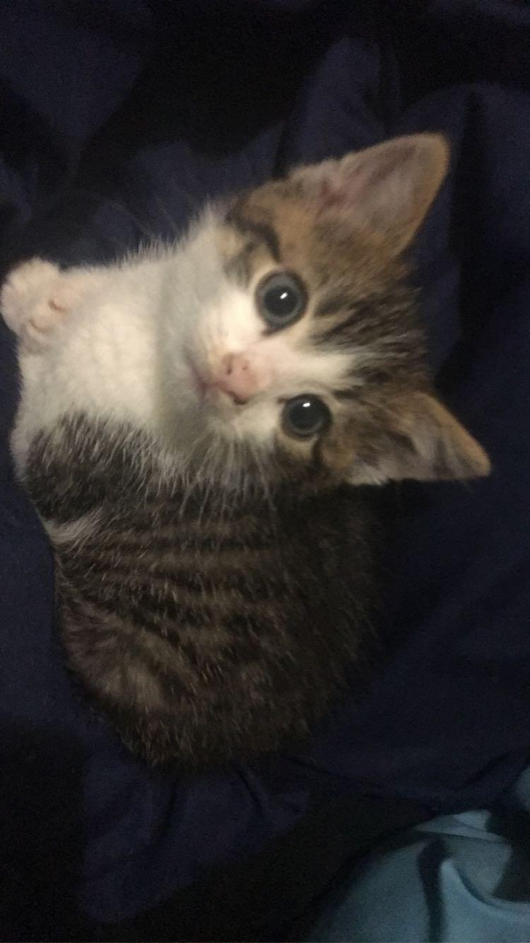 Need 100 karma, please upvote! | Scrolller