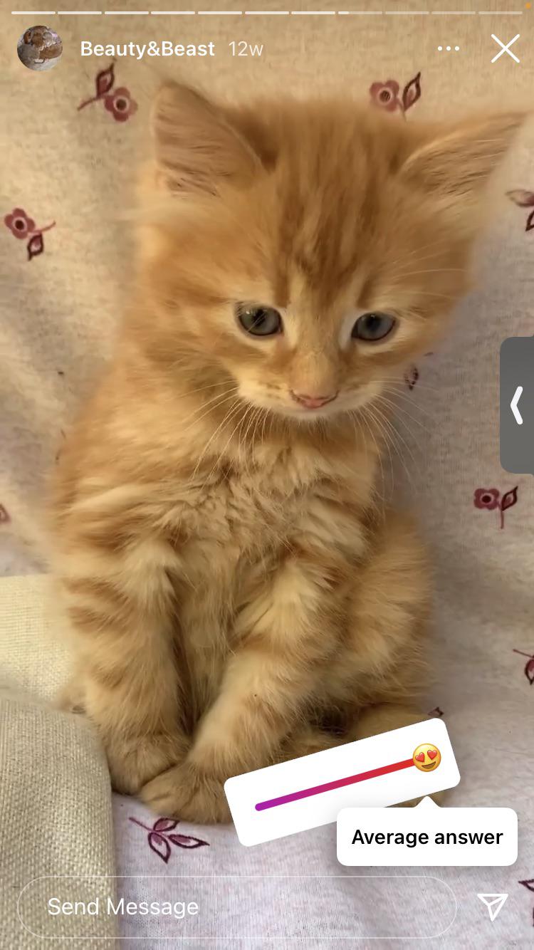 Need help coming up with names for orange kitties ️ photo for reference ... Need help coming up with names for orange kitties ️ photo for reference ...