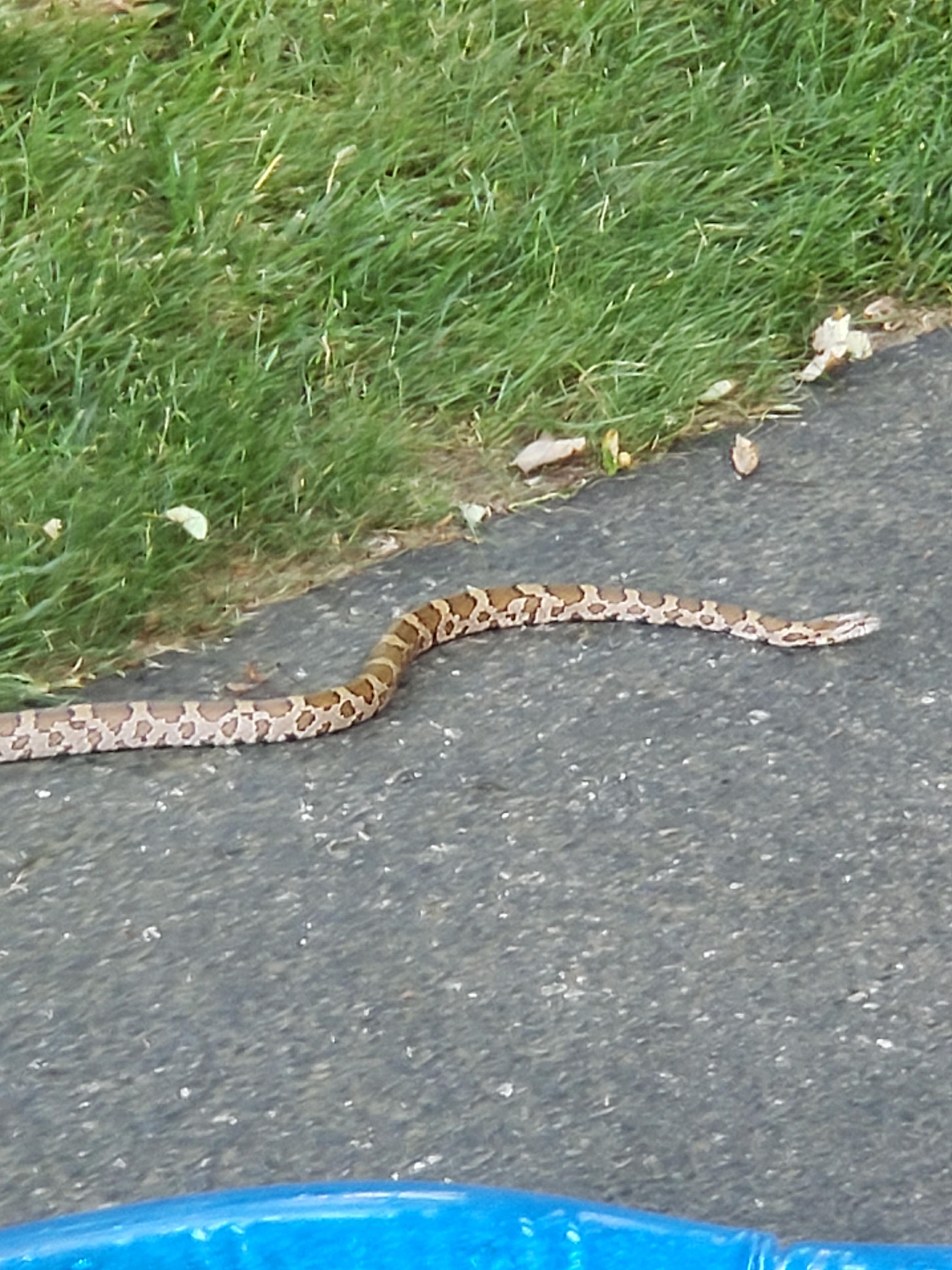 Need help identifying a snake. I'm not familiar with snakes other than garter and ring necks. I ...