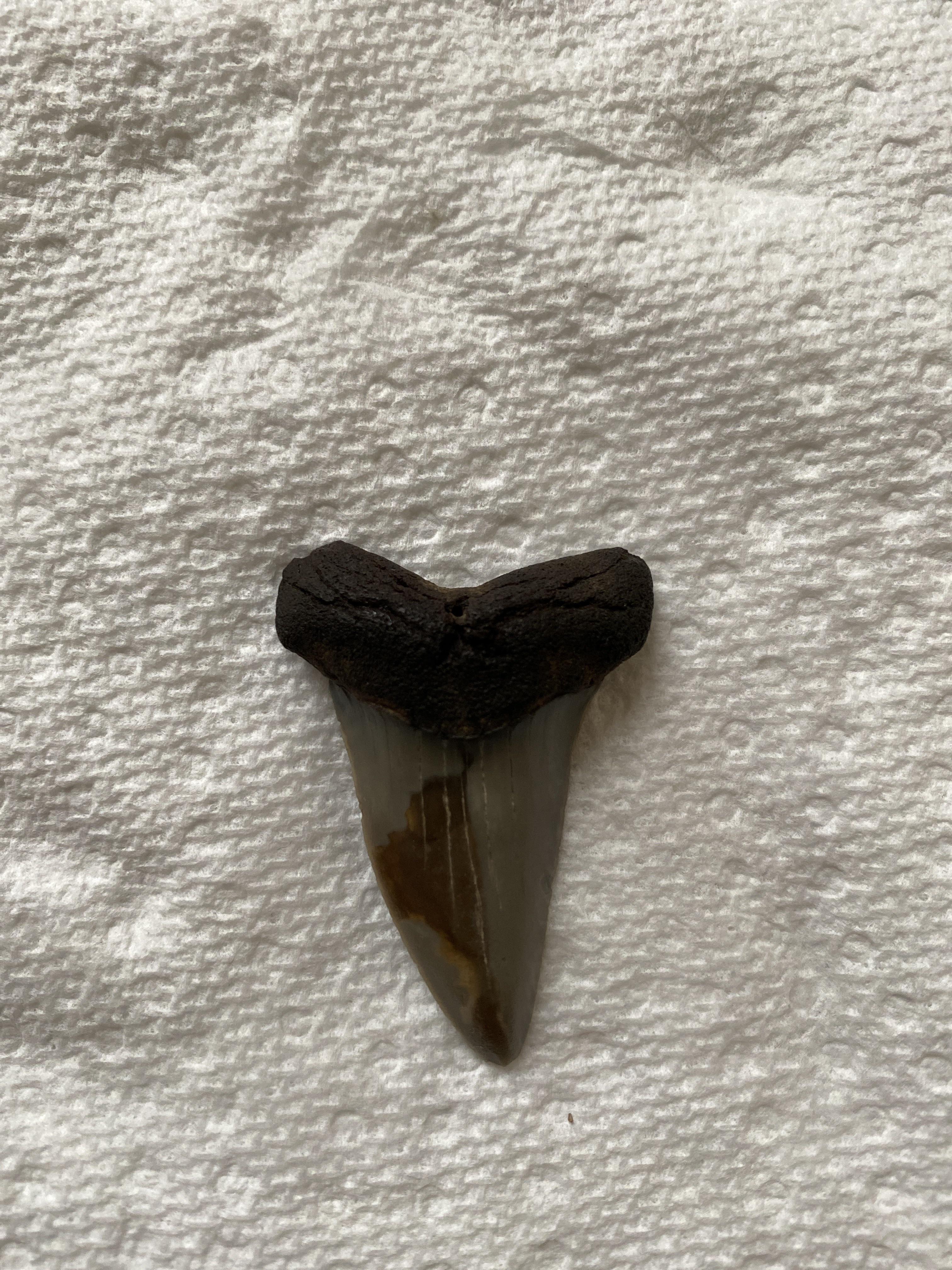 Need Help Identifying | Scrolller