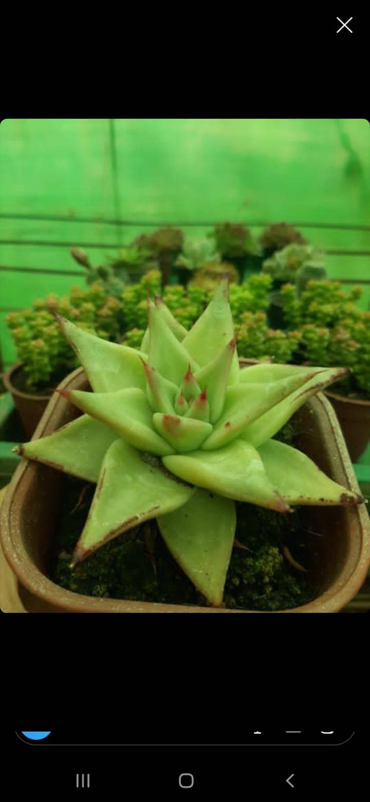 Need help identifying | Scrolller