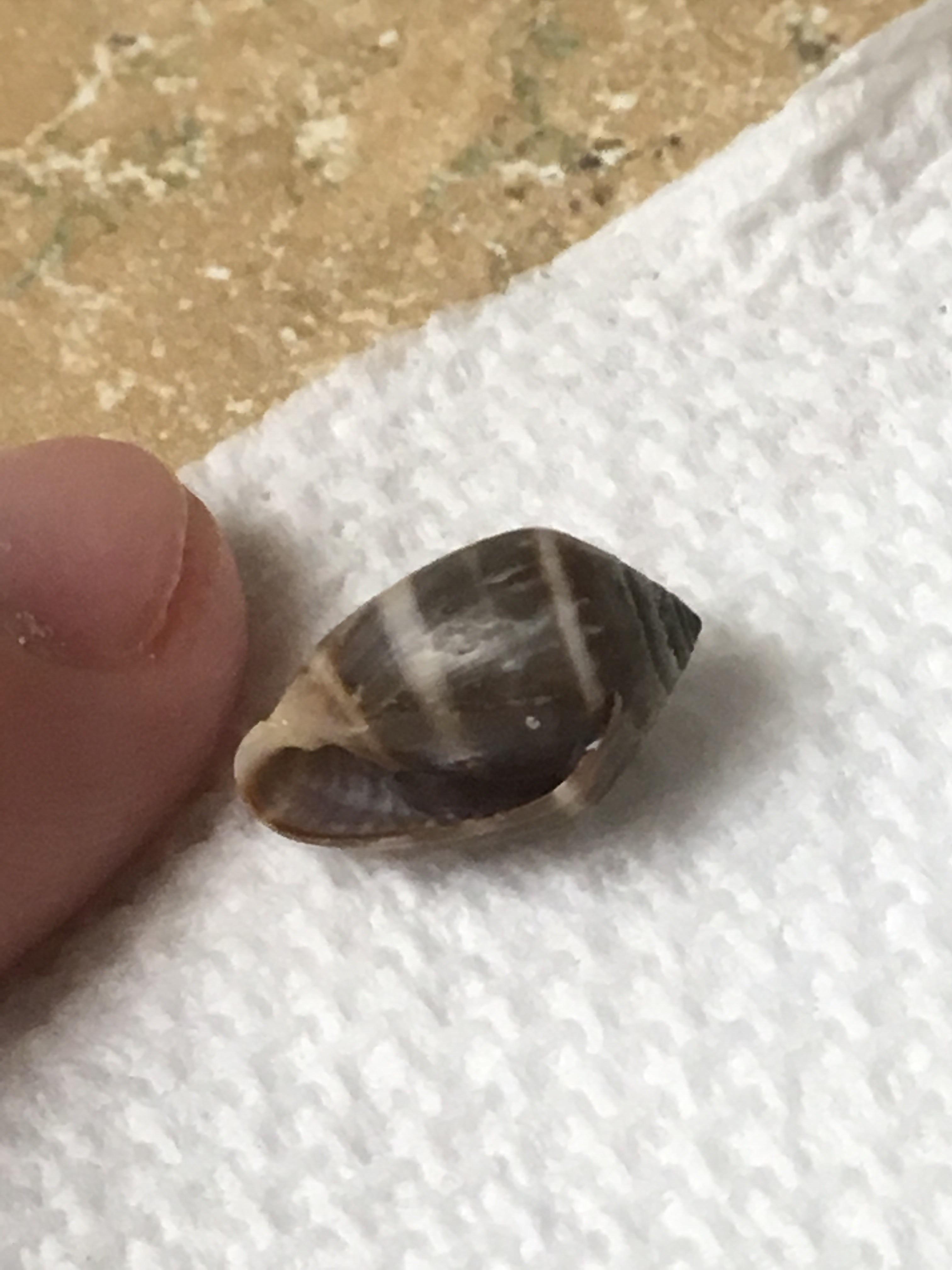 Need help identifying shelll | Scrolller