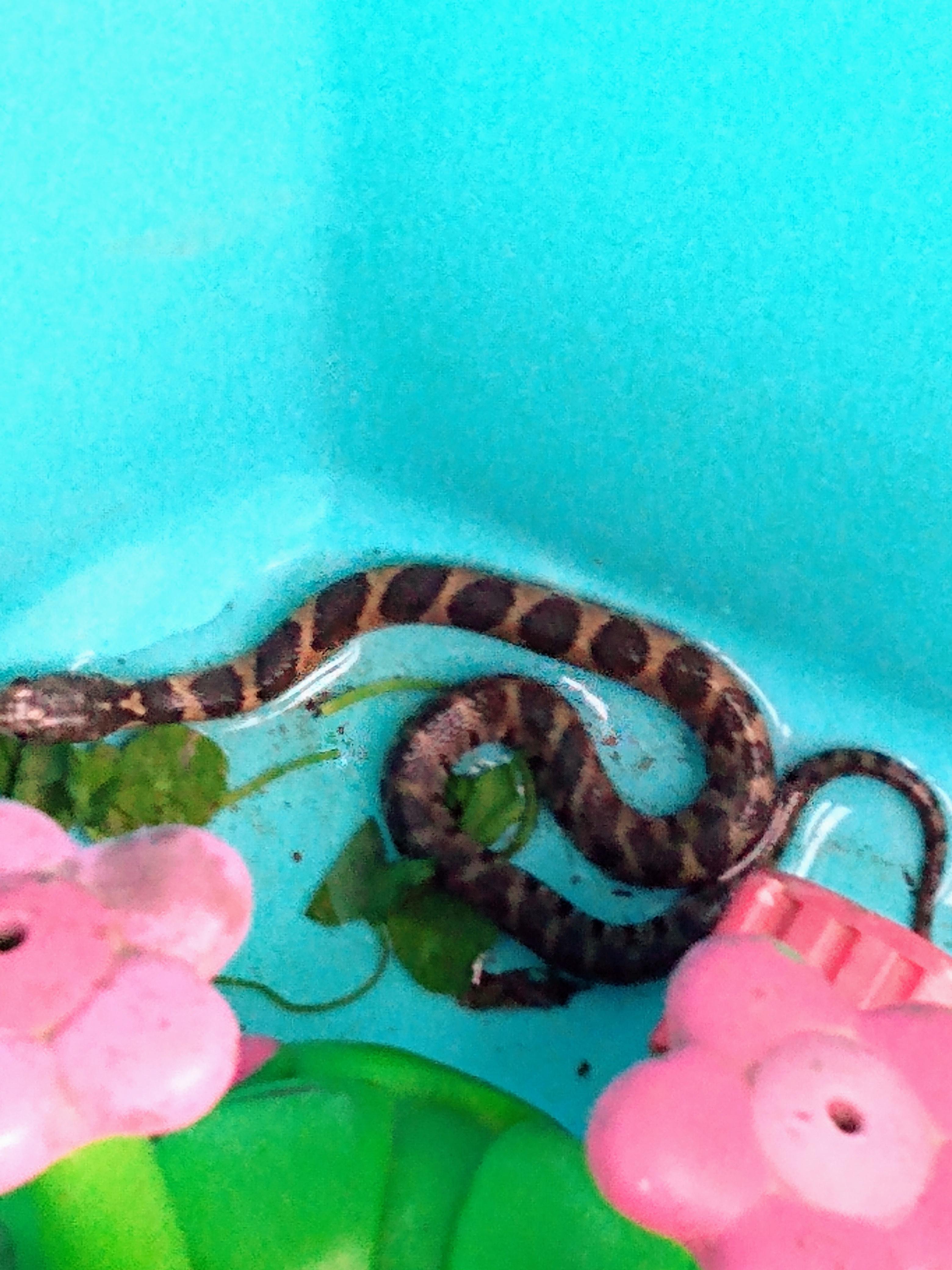 Need help identifying this Ohio snake! | Scrolller