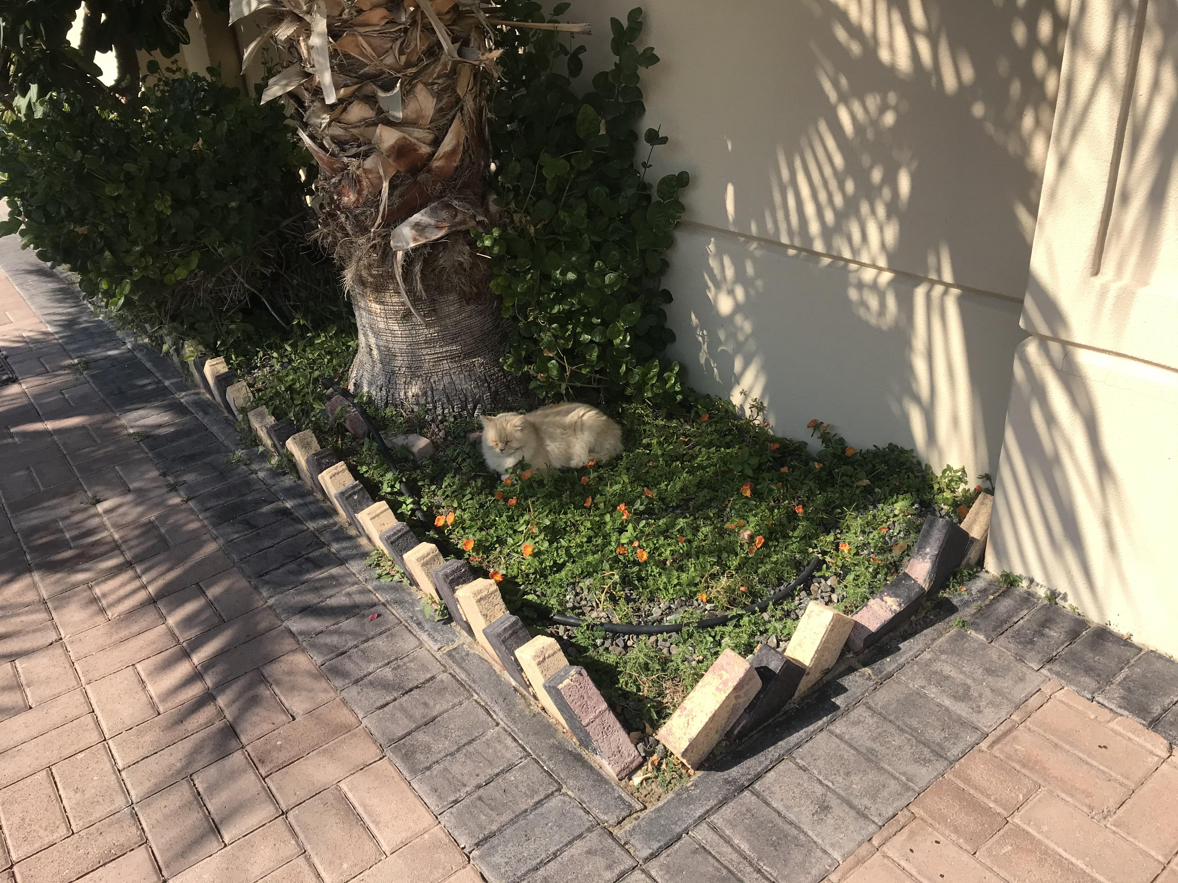 Need help identifying this plant | Scrolller