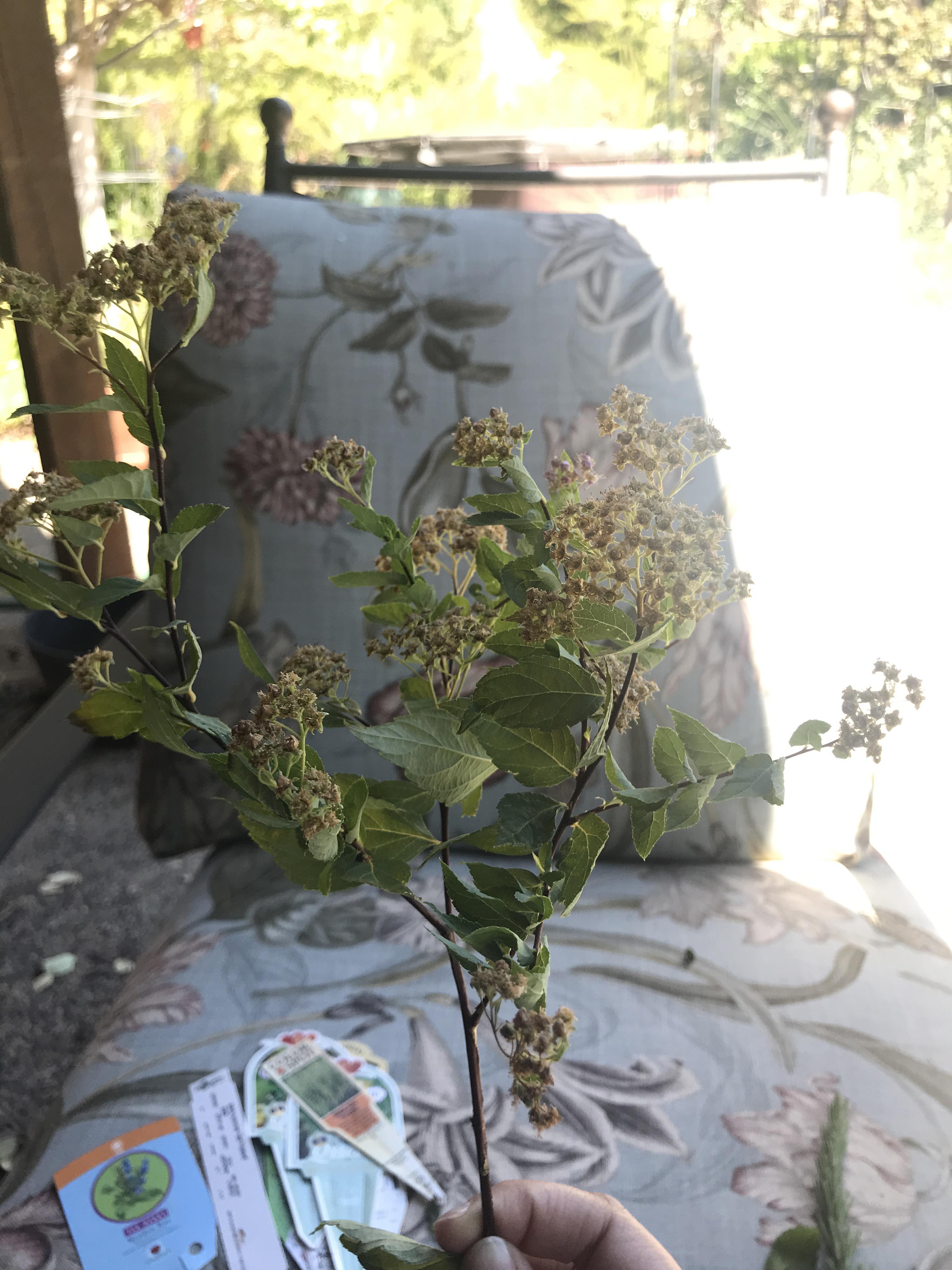 Need help identifying this plant. Leaves smell lemony but I’m not sure what it is. | Scrolller