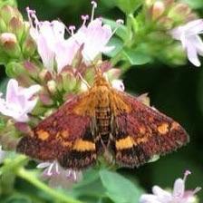 Need help identifying this UK moth. | Scrolller