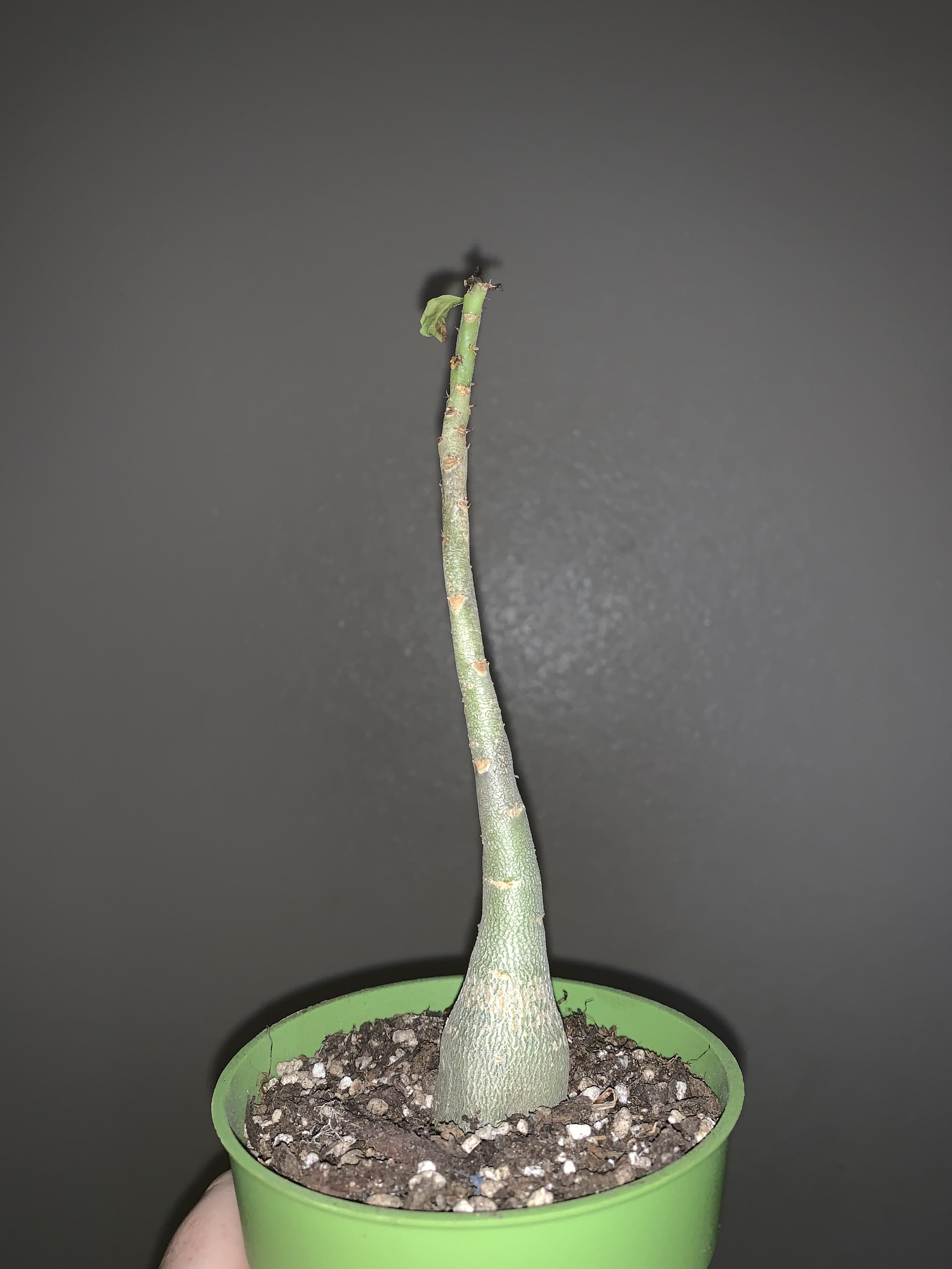 Need help reviving this poor guy! | Scrolller