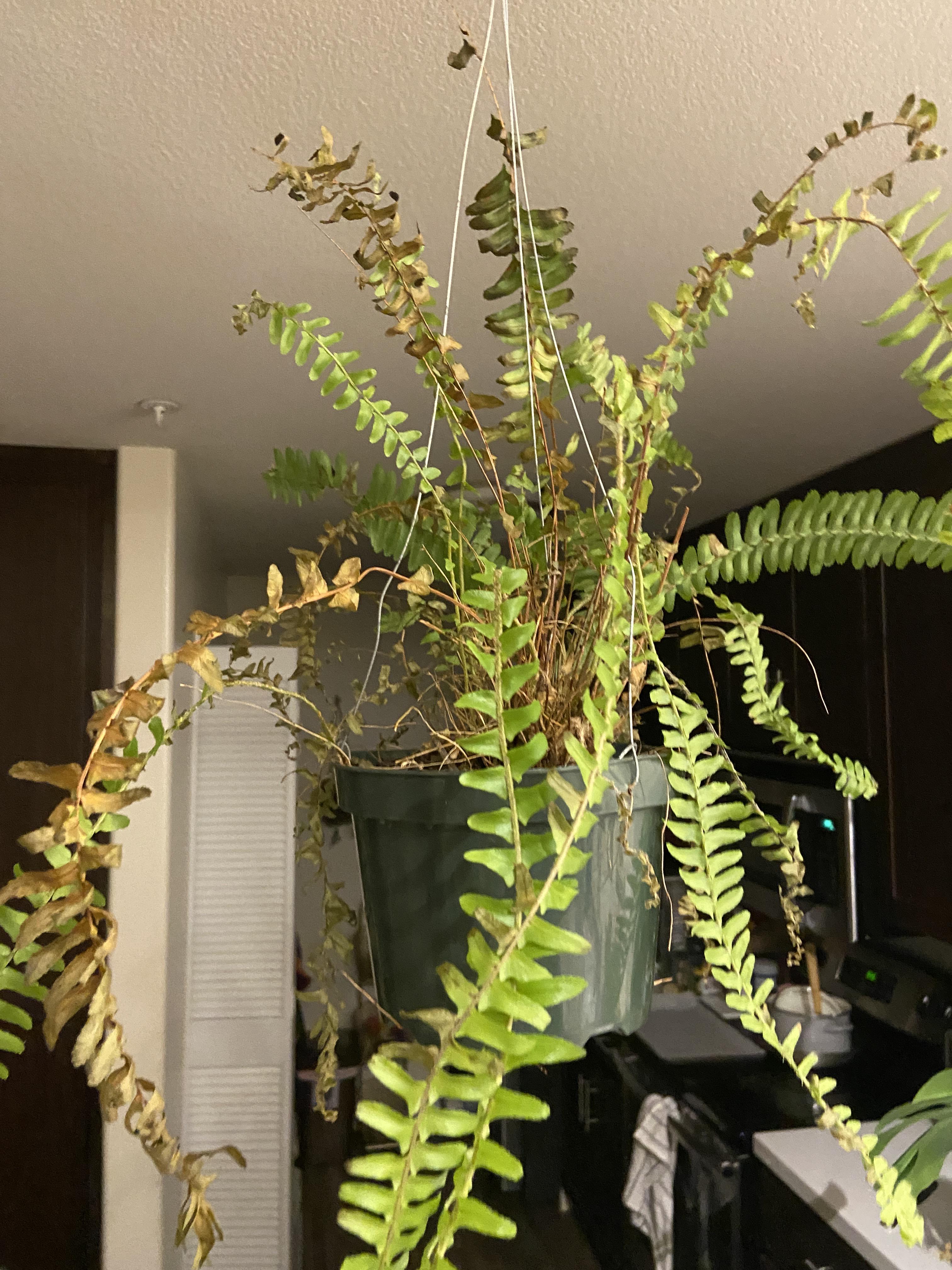 Need help with crispy fern? | Scrolller