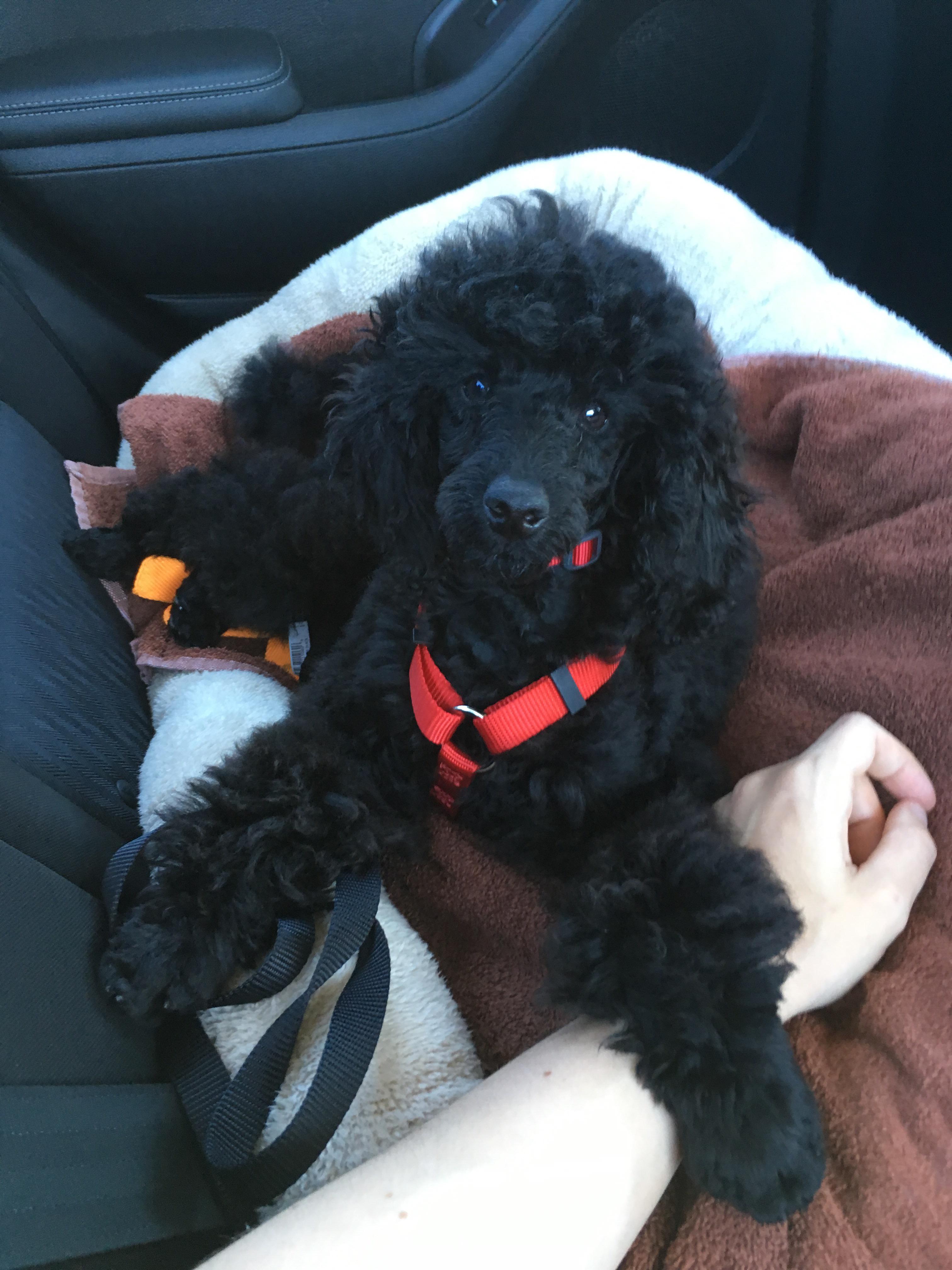 Neo on his way to get his final shots! He can’t wait to play outside in ...