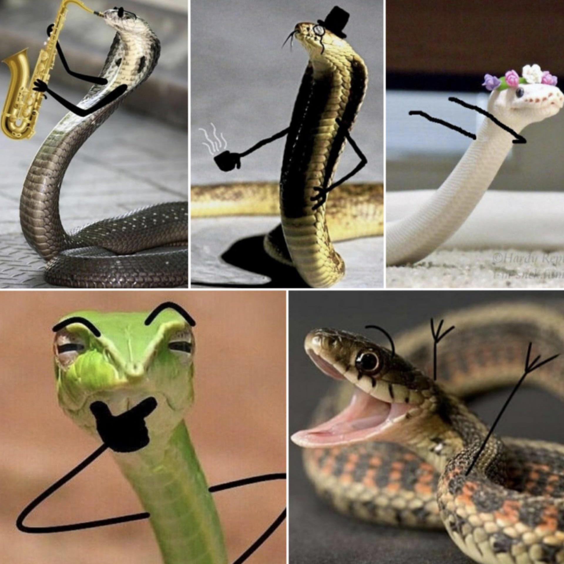 Never knew I wanted snakes with hands until now... | Scrolller