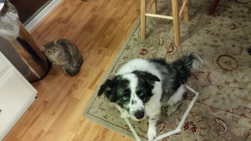 Never leave your cat circle unoccupied | Scrolller