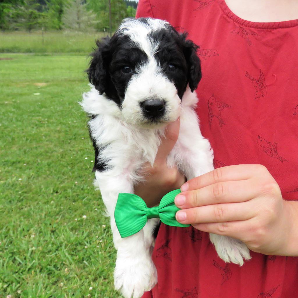 New baby Ponyo. Aussiedoodle F1b came home today! | Scrolller
