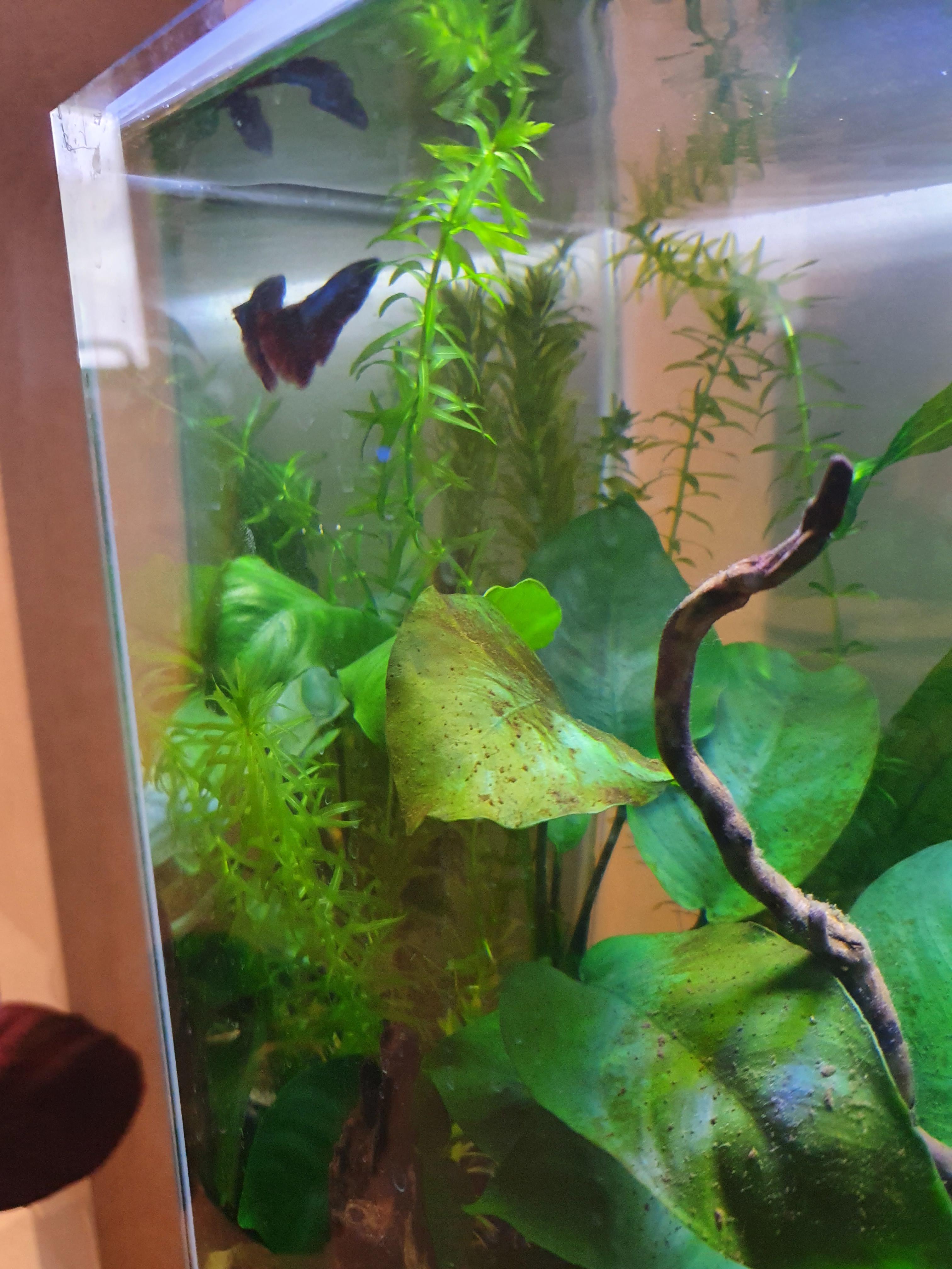 New Betta flaring a lot against one spot? | Scrolller