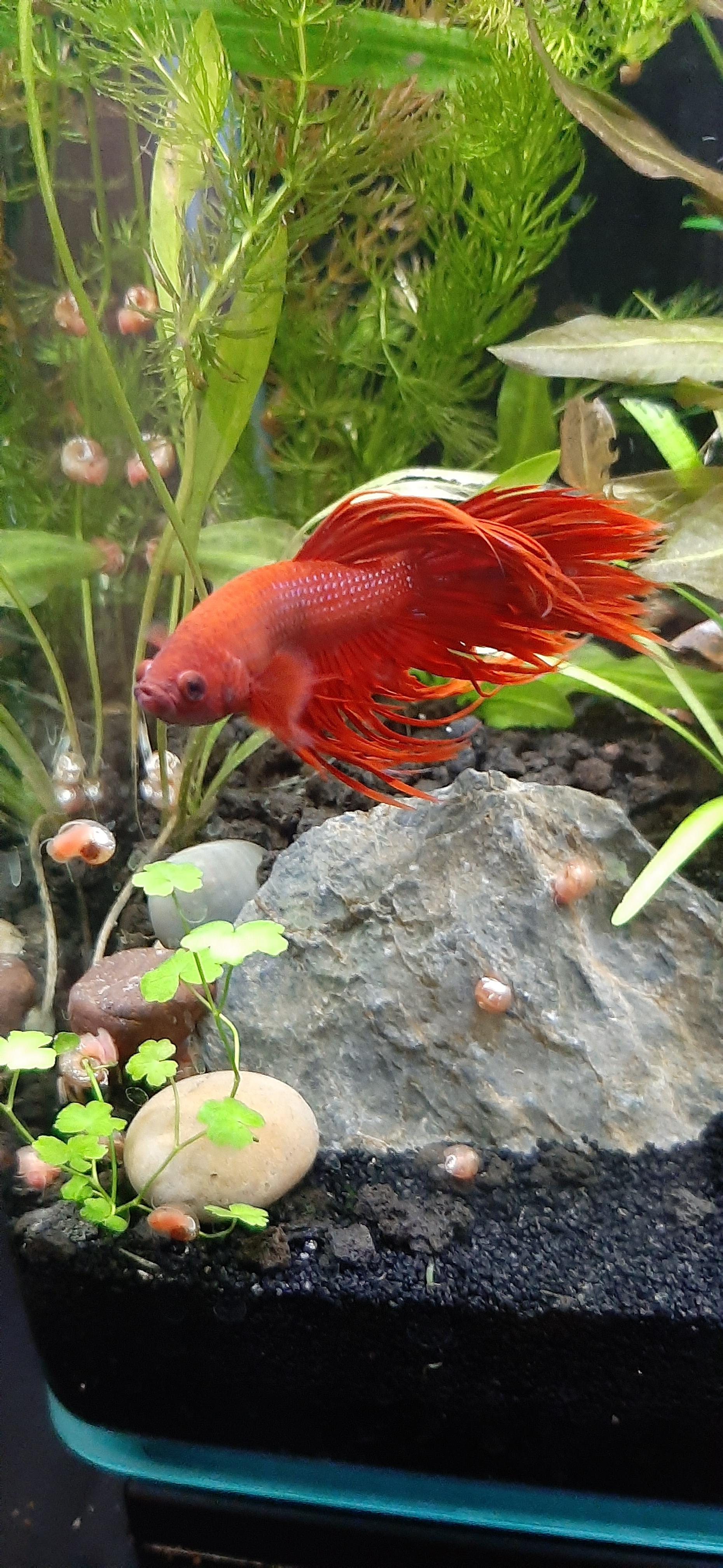 New betta friend for my 5 gallon. | Scrolller