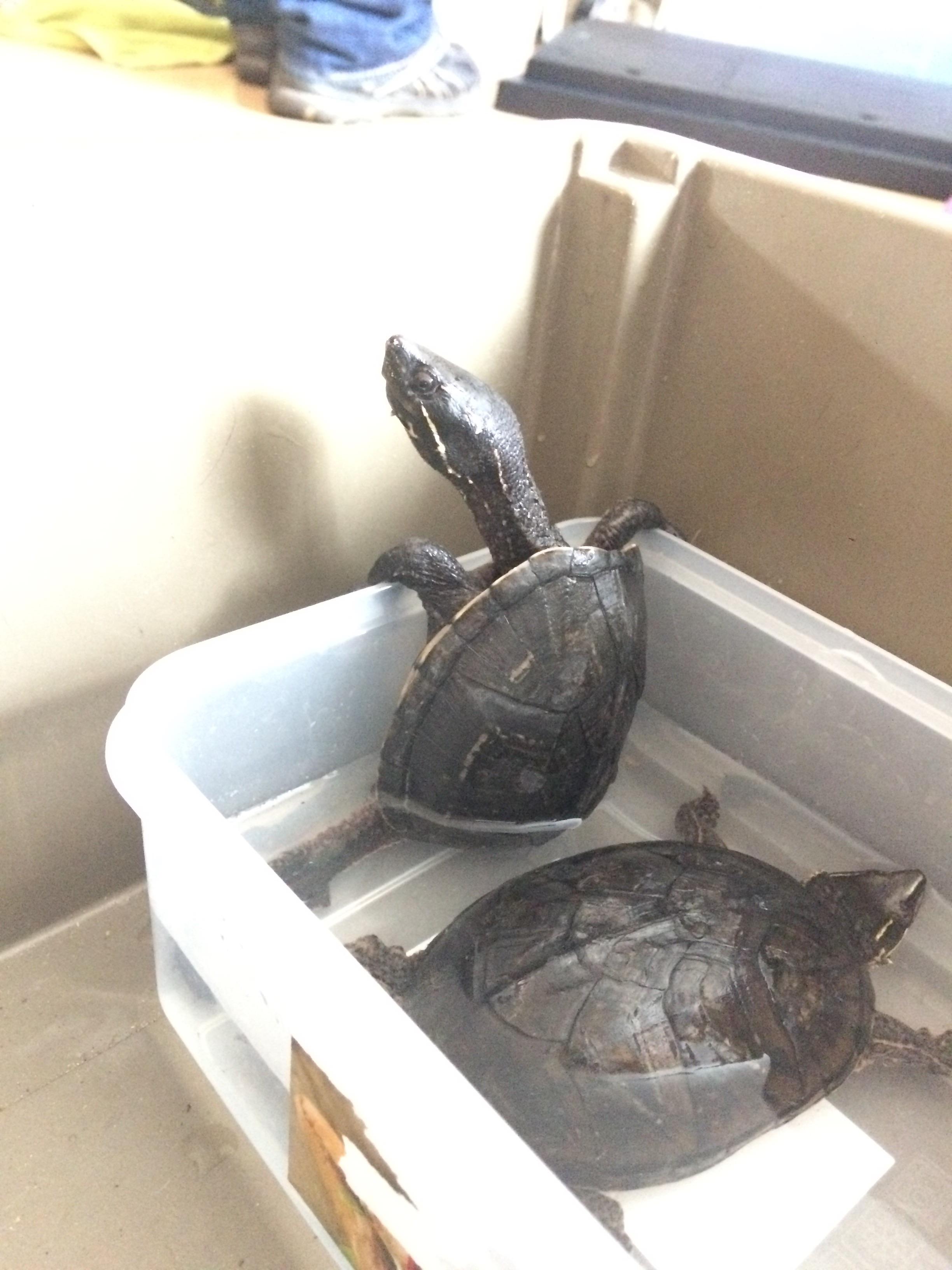 New buddies need names! (Musk turtles!) | Scrolller