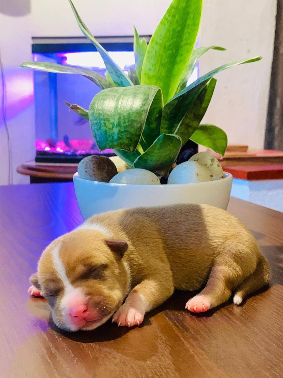 New bully | Scrolller