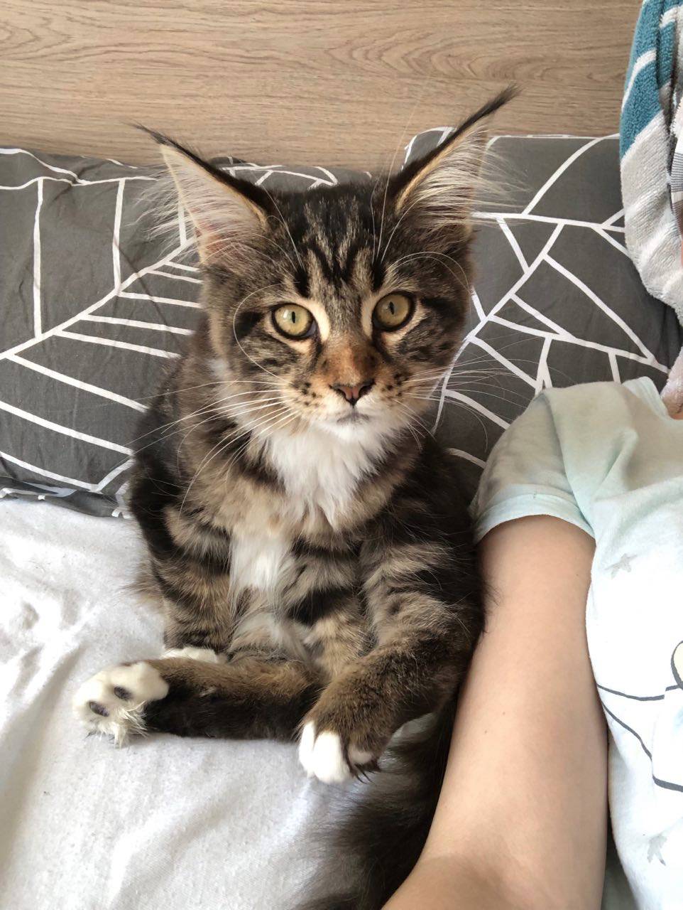 New family member | Scrolller