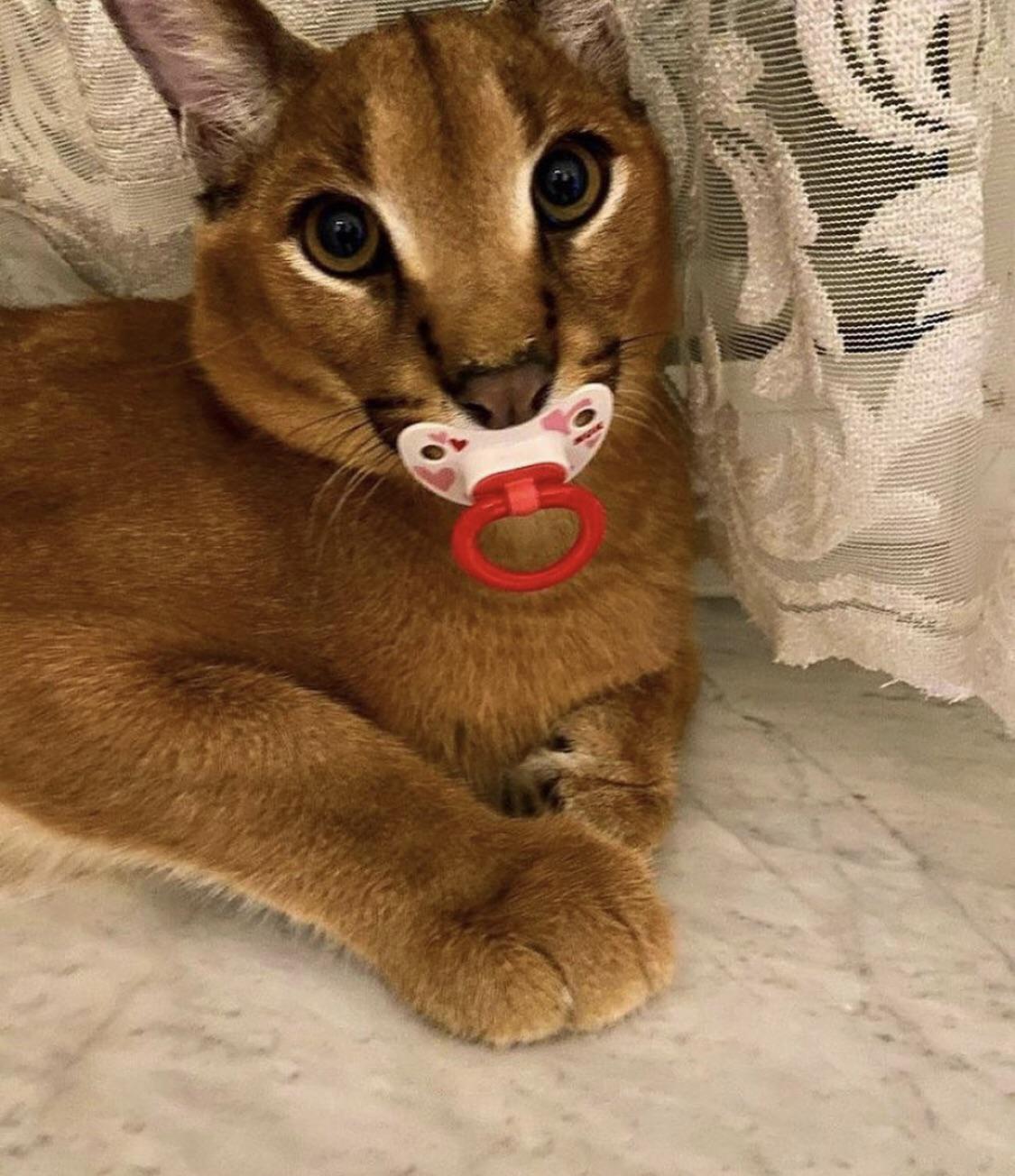 New floppa just dropped....I present to you...BINKIE | Scrolller