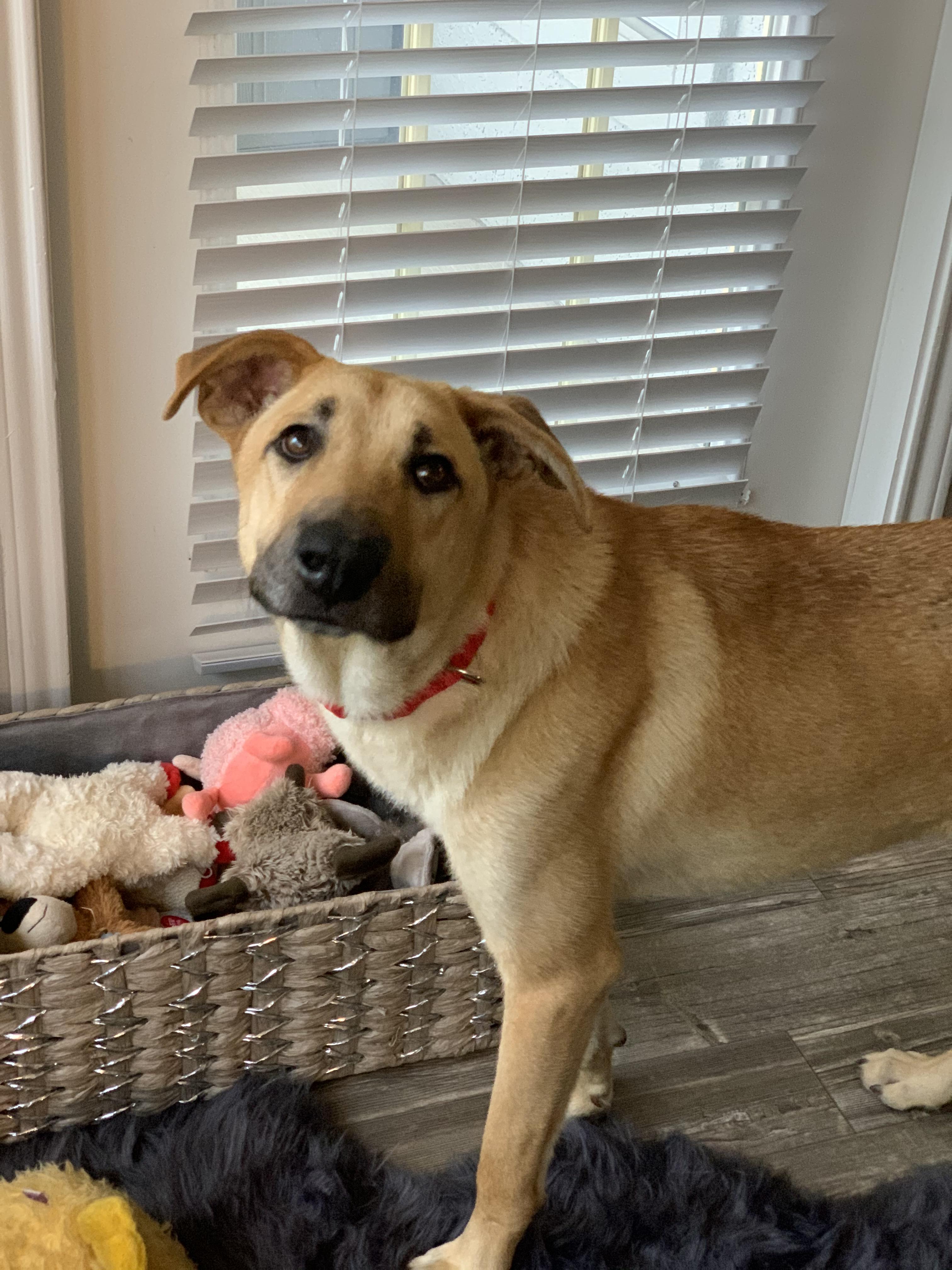 New foster pup Marty saw the toy basket and melted my heart when he ...