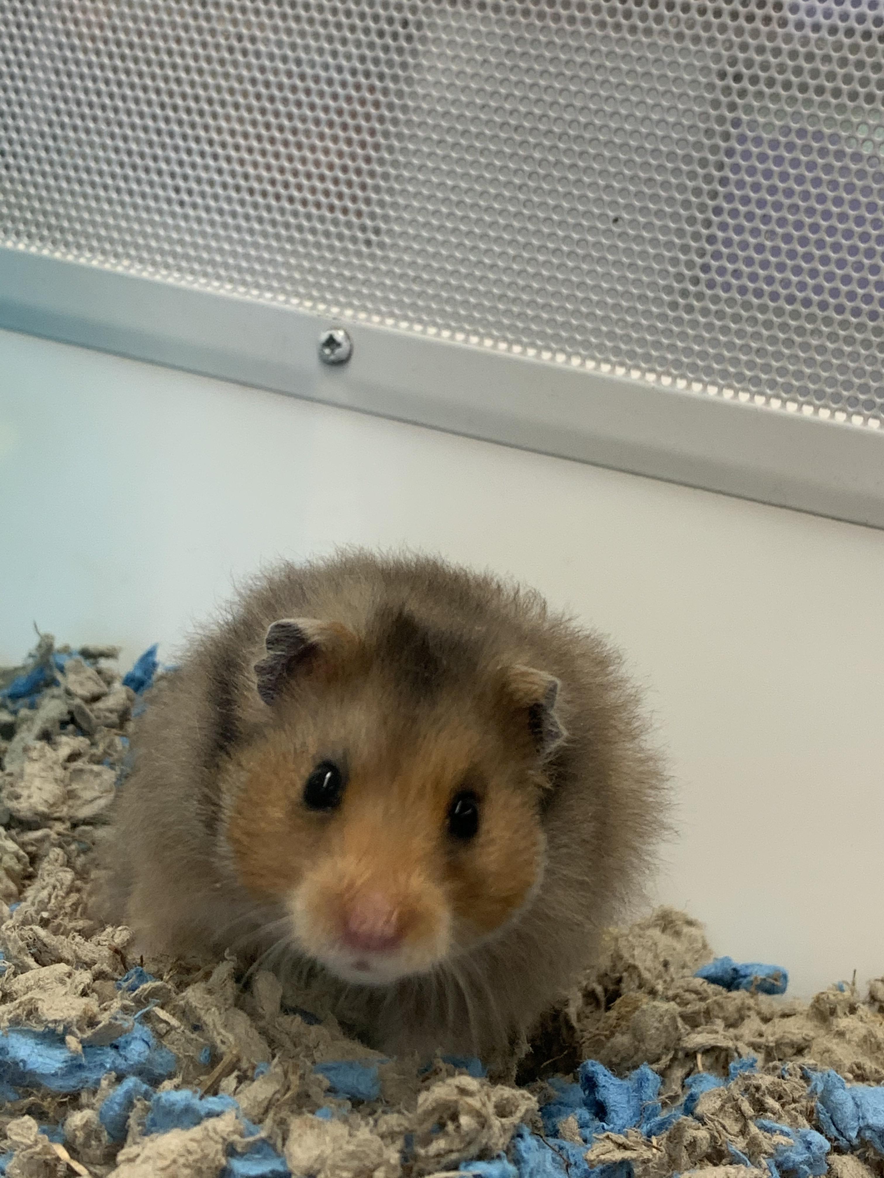New hamster his name is Bread | Scrolller