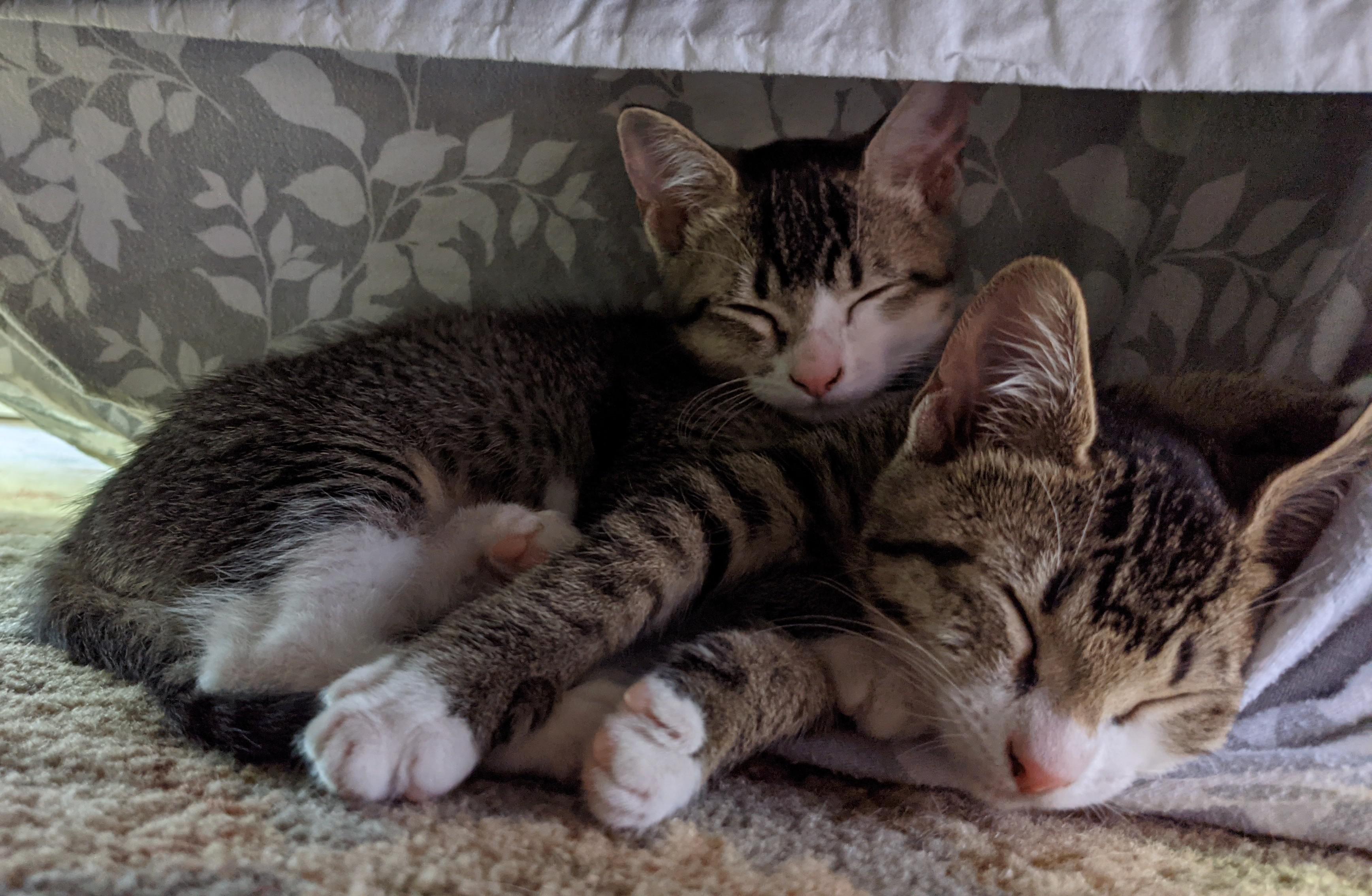 New Kittens! | Scrolller